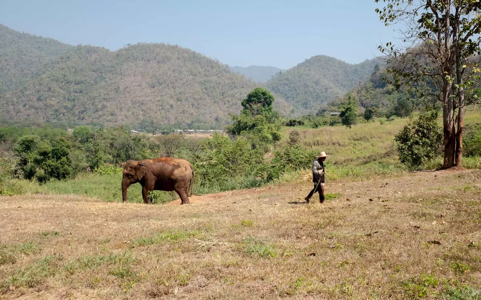 Yon sanctuaire elefan andeyò Chiang Mai