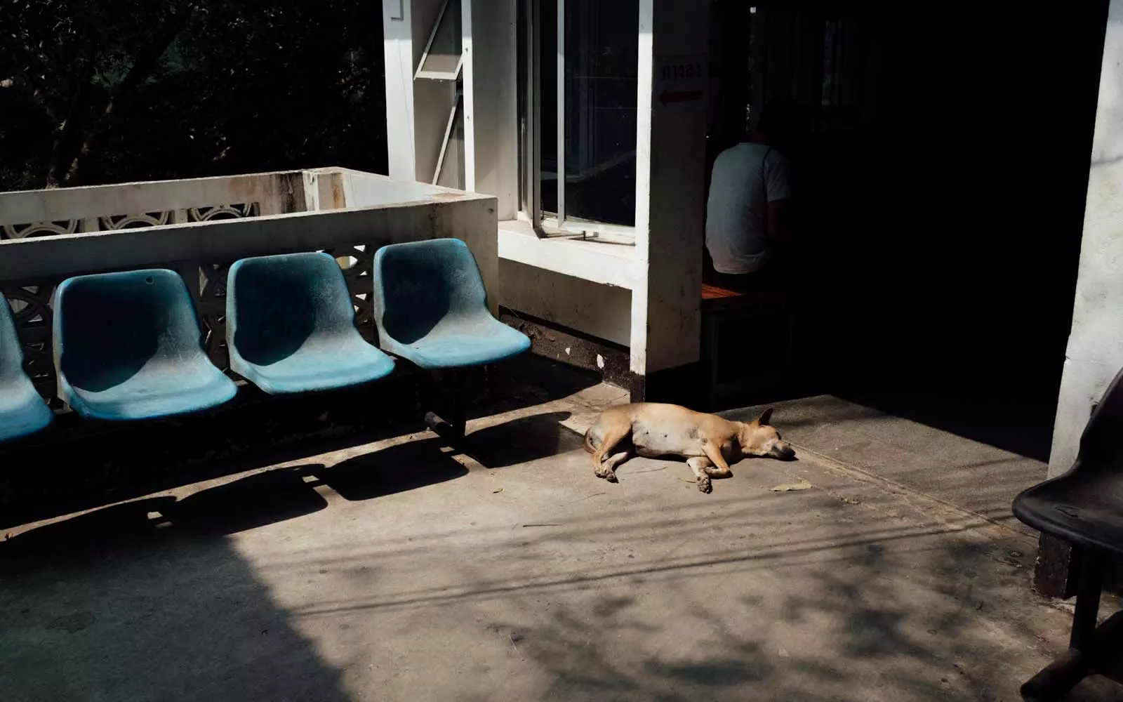 En Hond zu Chiang Mai, Thailand