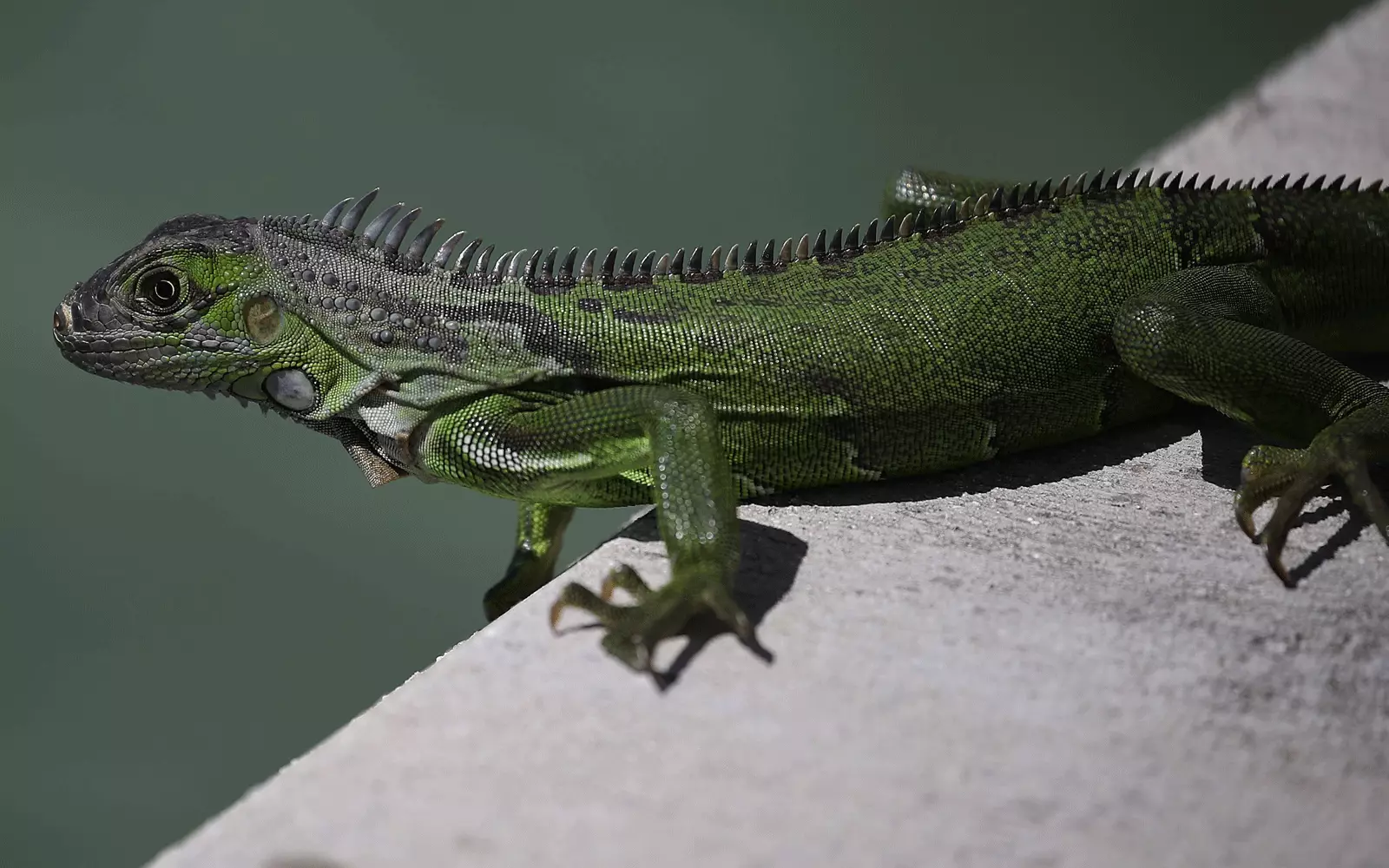 فلوریڈا میں Iguana