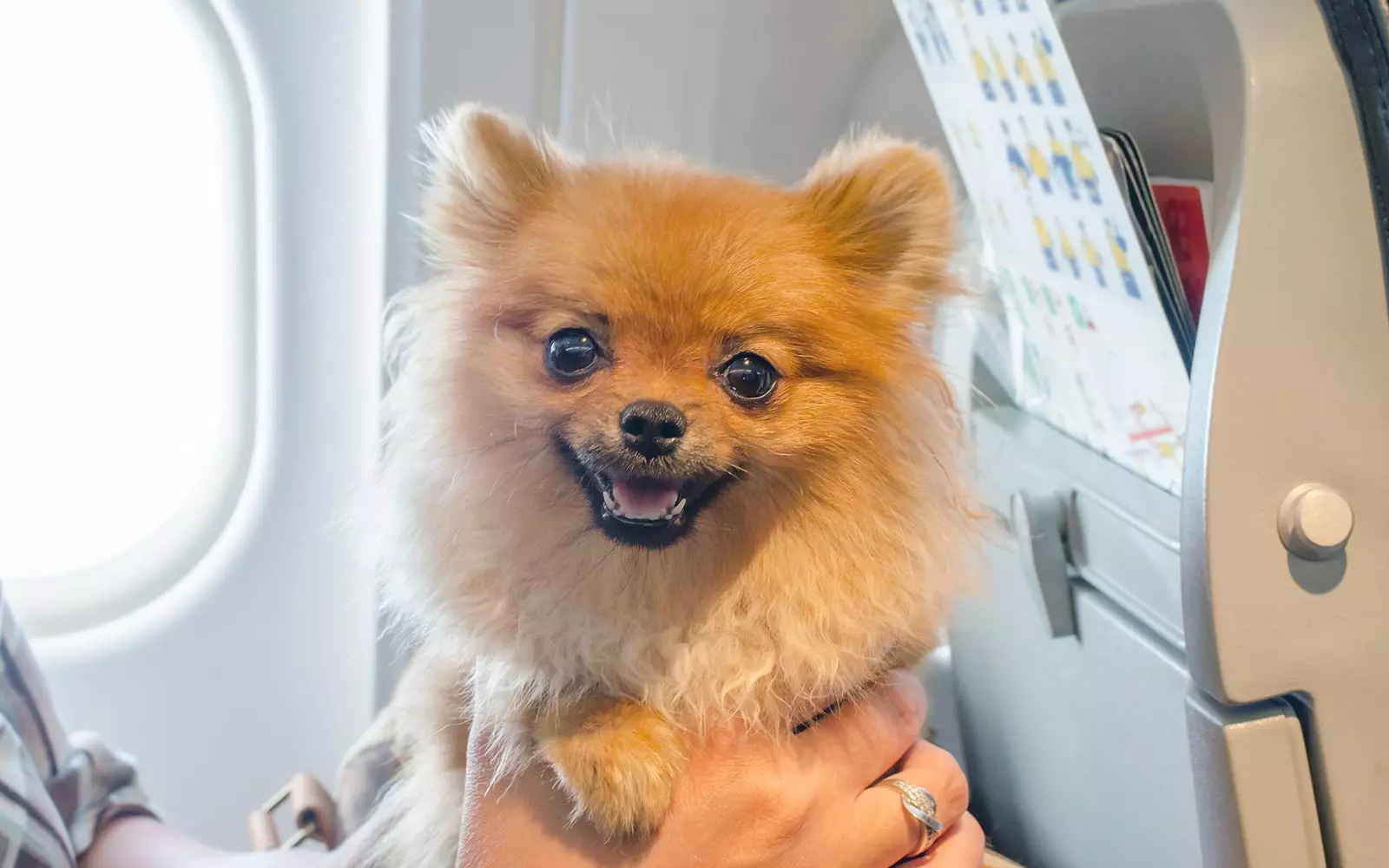 პომერანიელი მომსახურე ძაღლი თვითმფრინავში