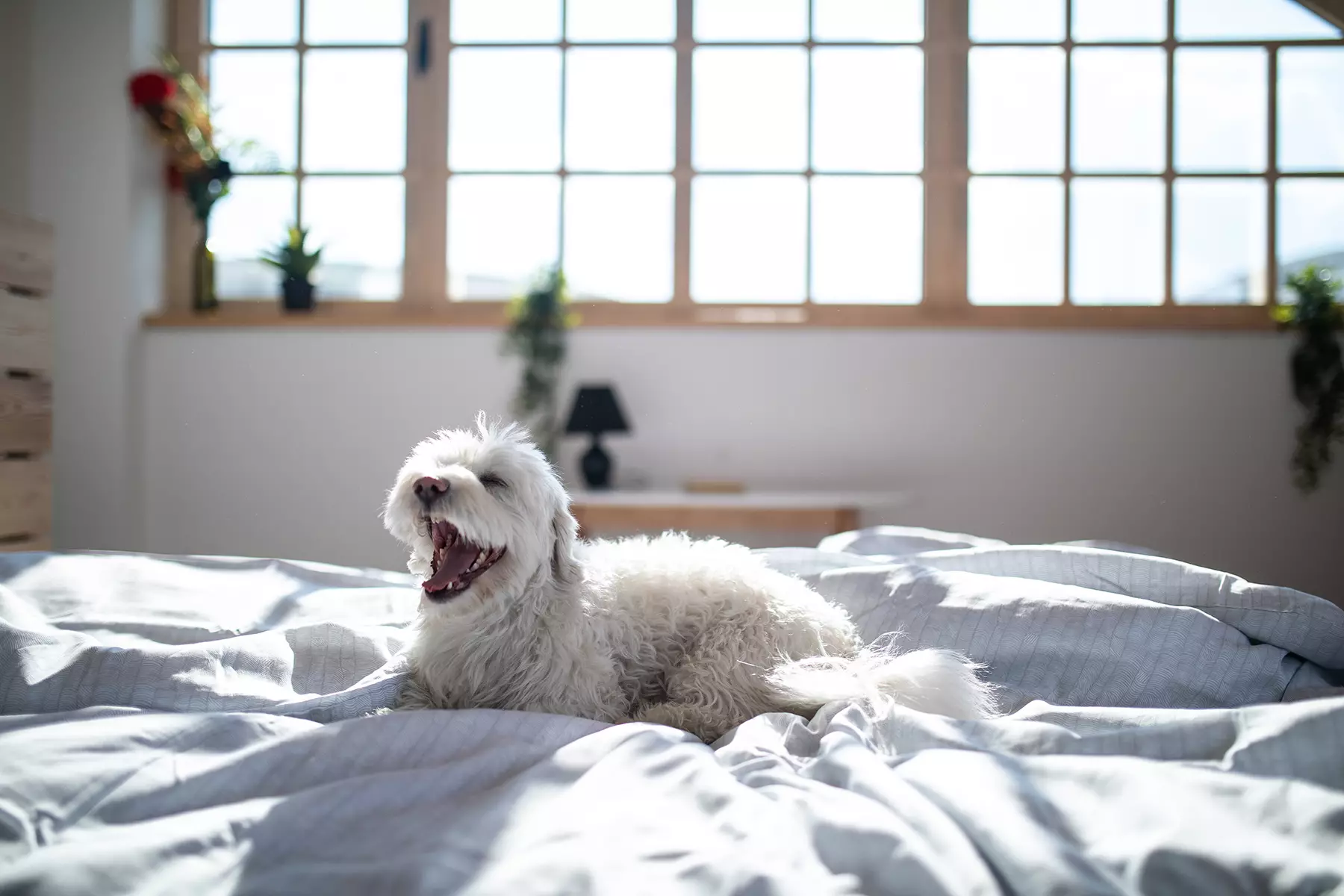 朝の寝室のベッドに横たわっているふわふわマルタ犬