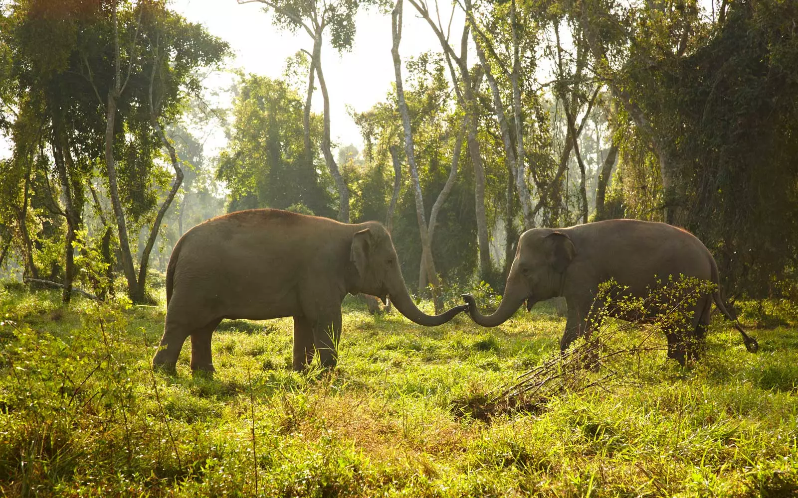 Elefanter i deres naturlige habitat på Anantara Resort i Thailand