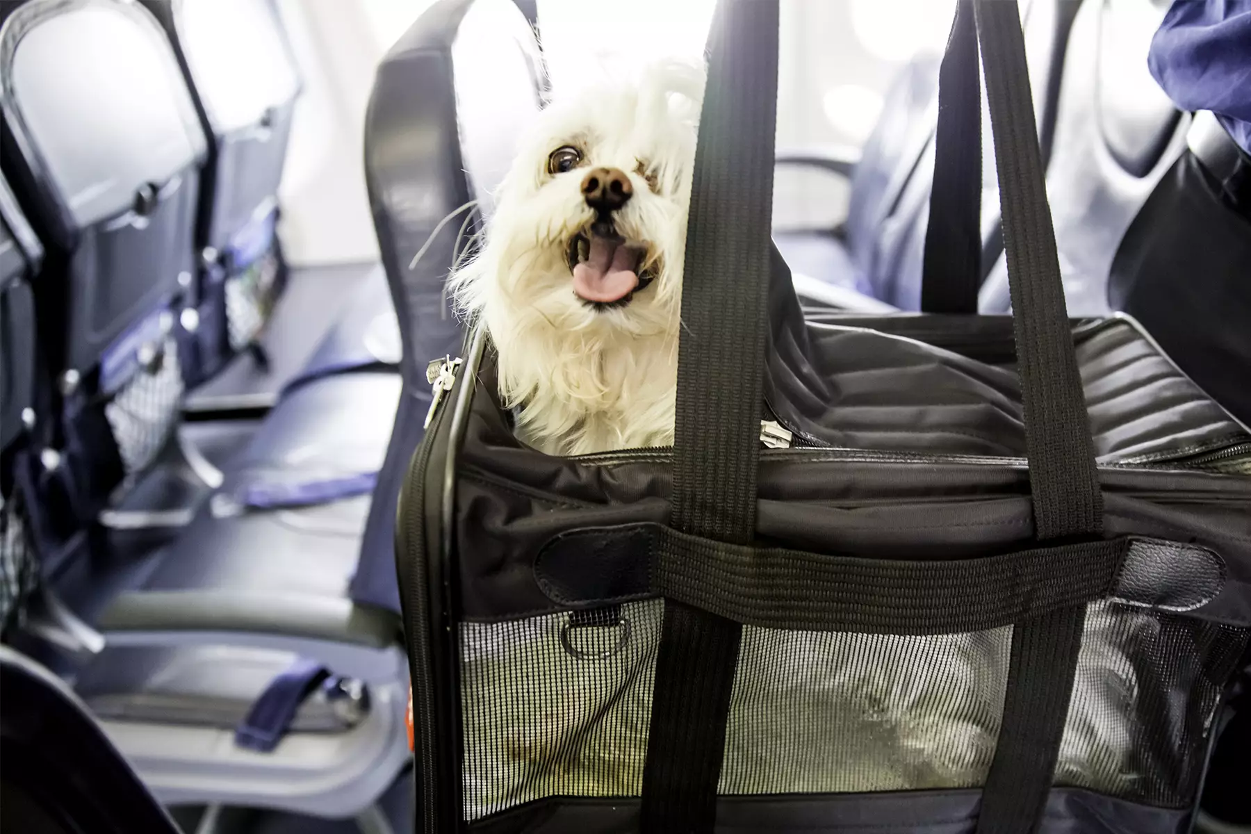 Cane su un aereo