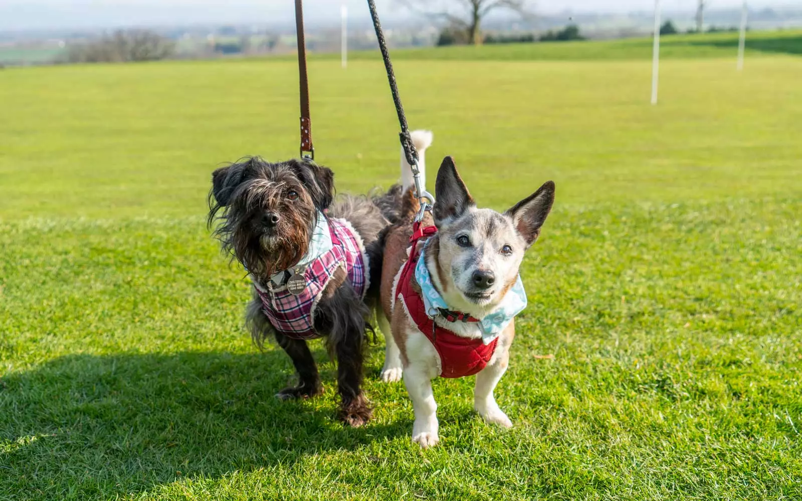 Tewkesbury Park en Gloucestershire ofertas al ŝirmhundoj luksan hotelan restadon.