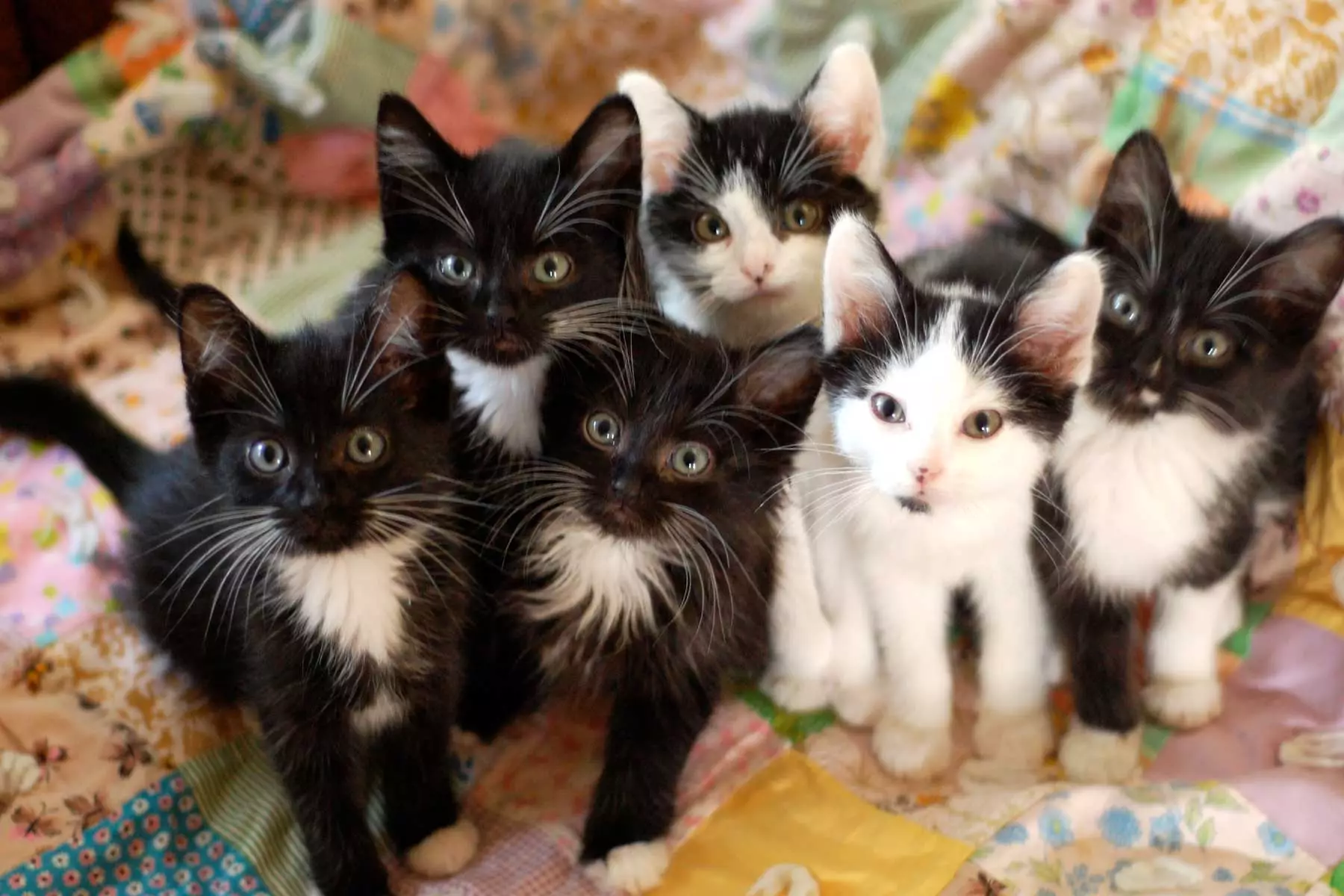 Tuxedo Kitten, սև և սպիտակ կատվի ձագեր վերմակի վրա