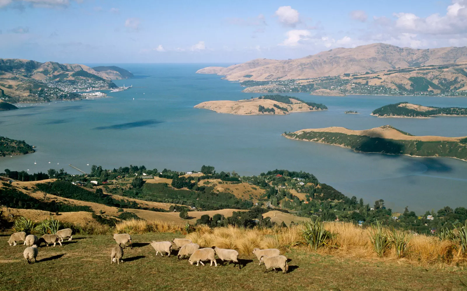 Insula de Sud, Noua Zeelandă