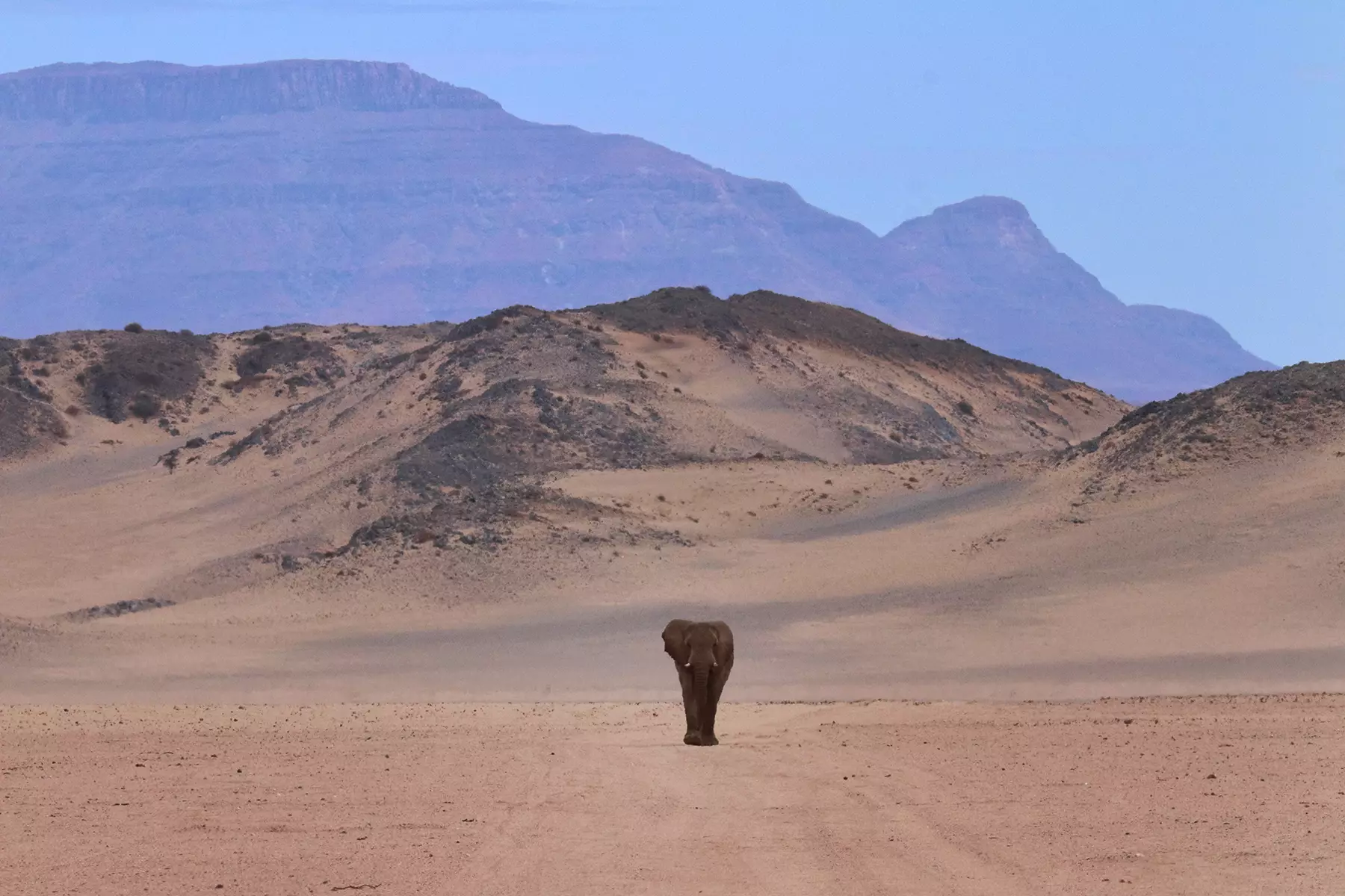 Giwa a Namibiya