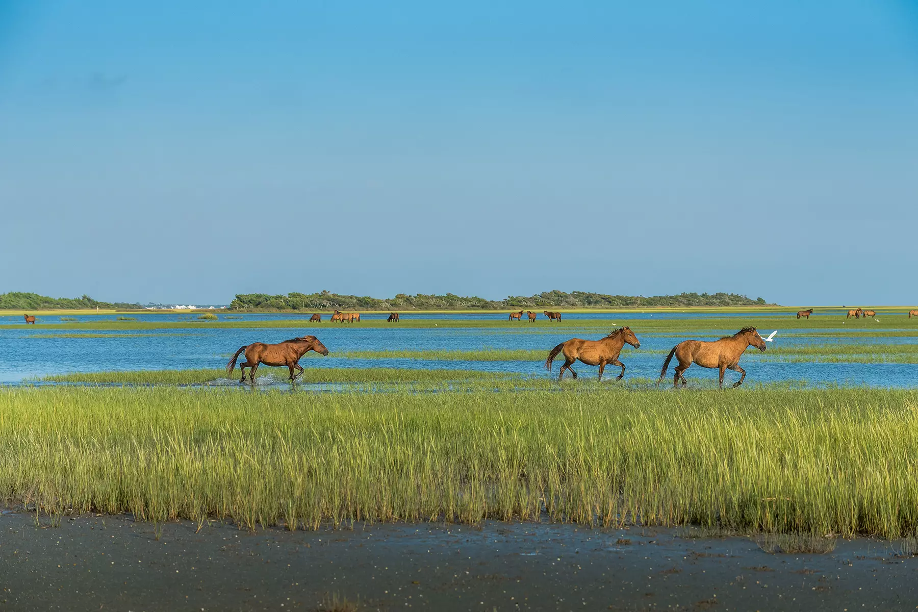 Rachel Carson Reserve'deki Yabani Atlar