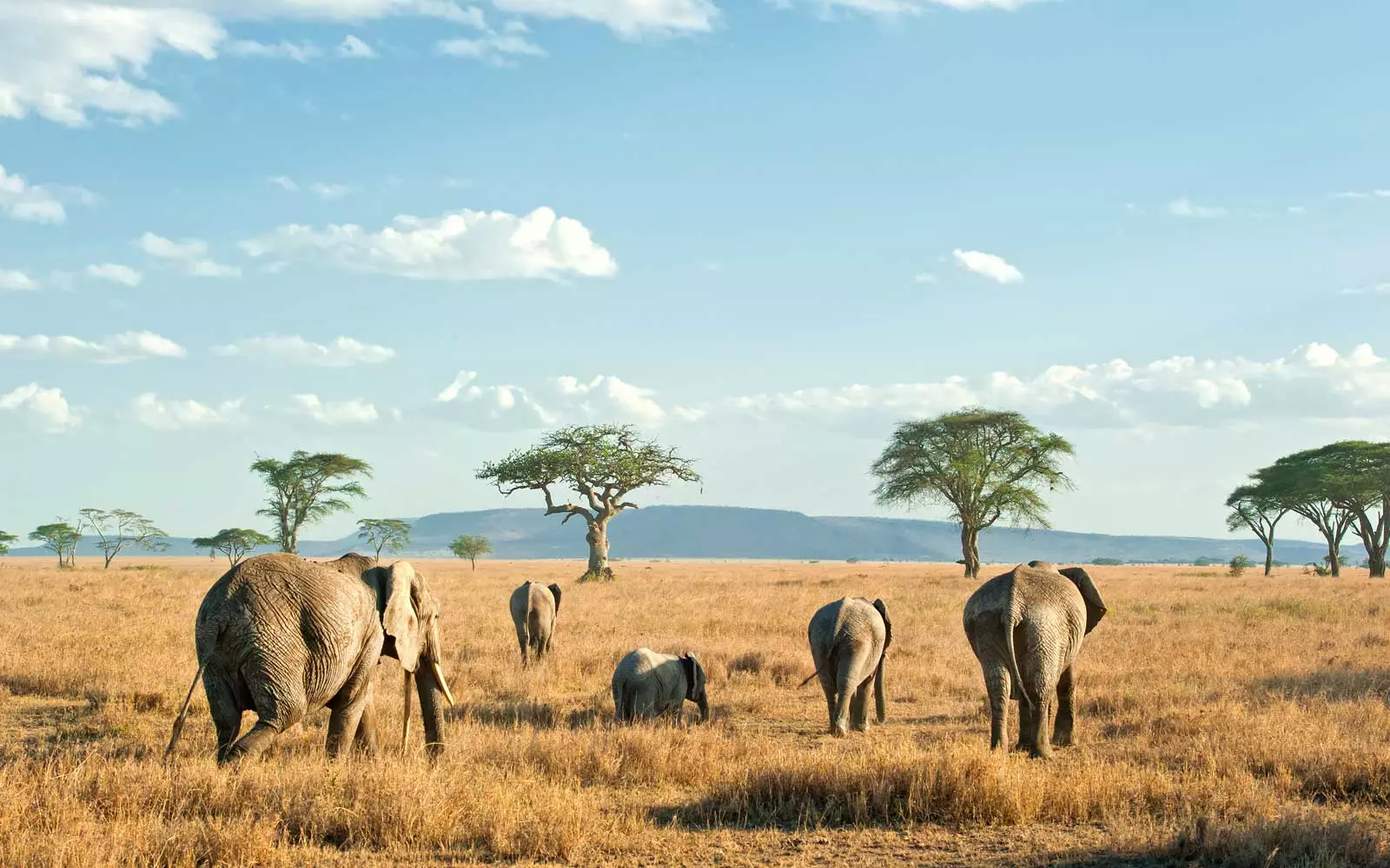 Ubusho bw'inzovu muri Serengeti, Tanzaniya