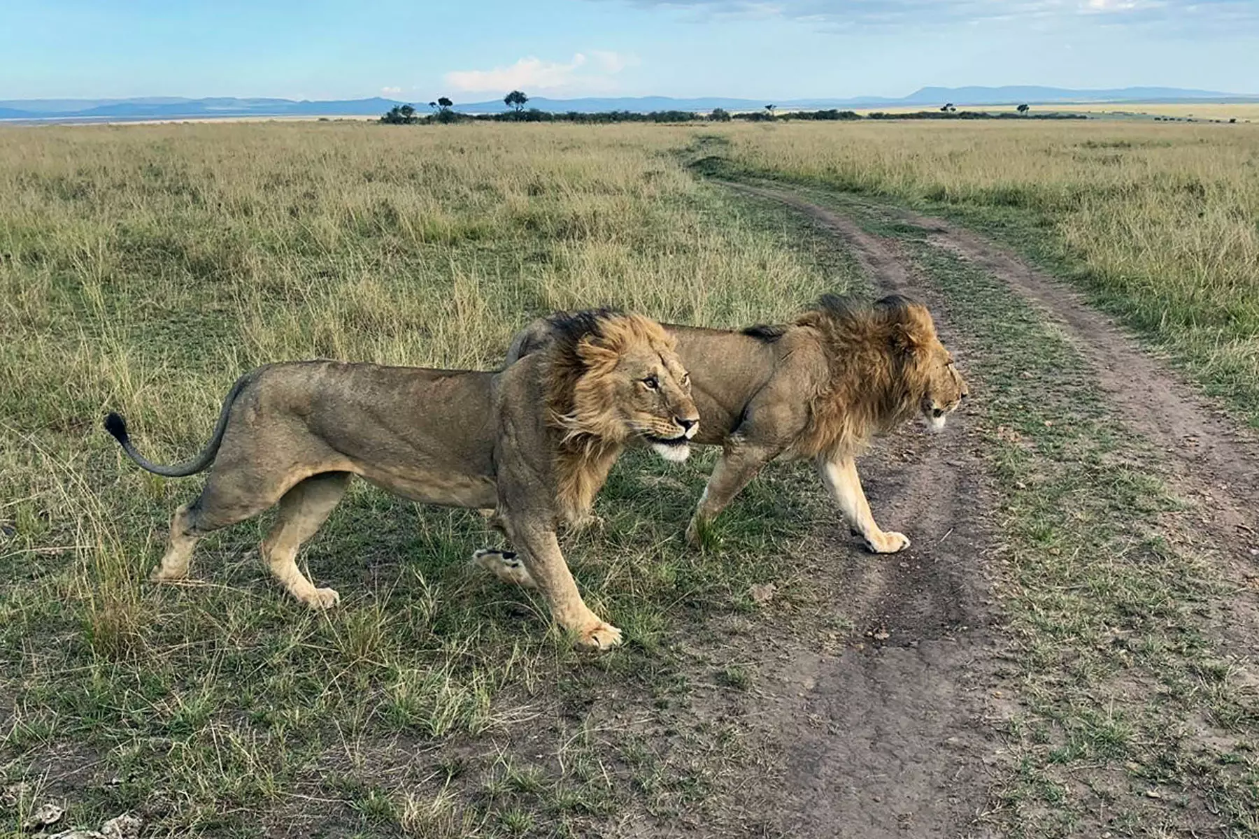 Afrikanesch Safari zu 7 Länner