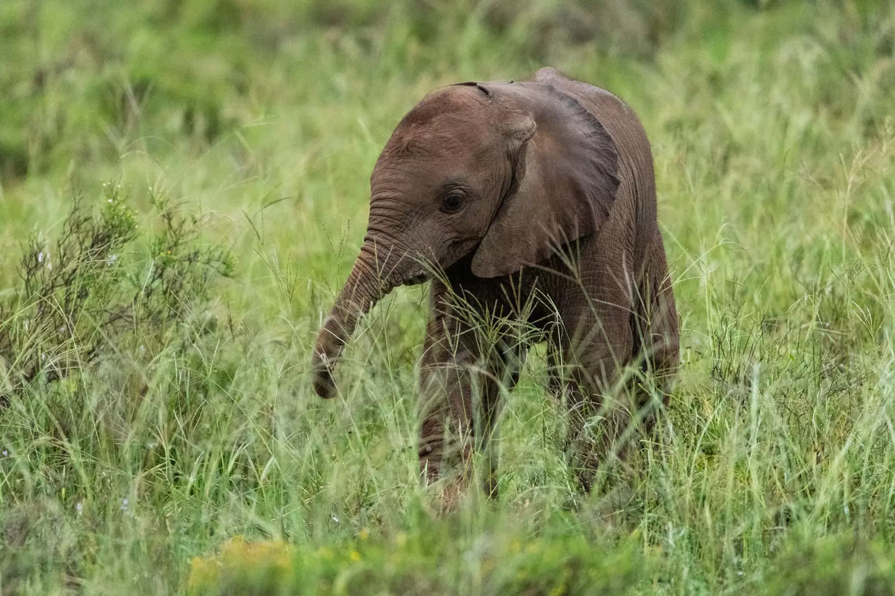 Anak gajah dilihat di Mantis Founder's Lodge di Afrika Selatan