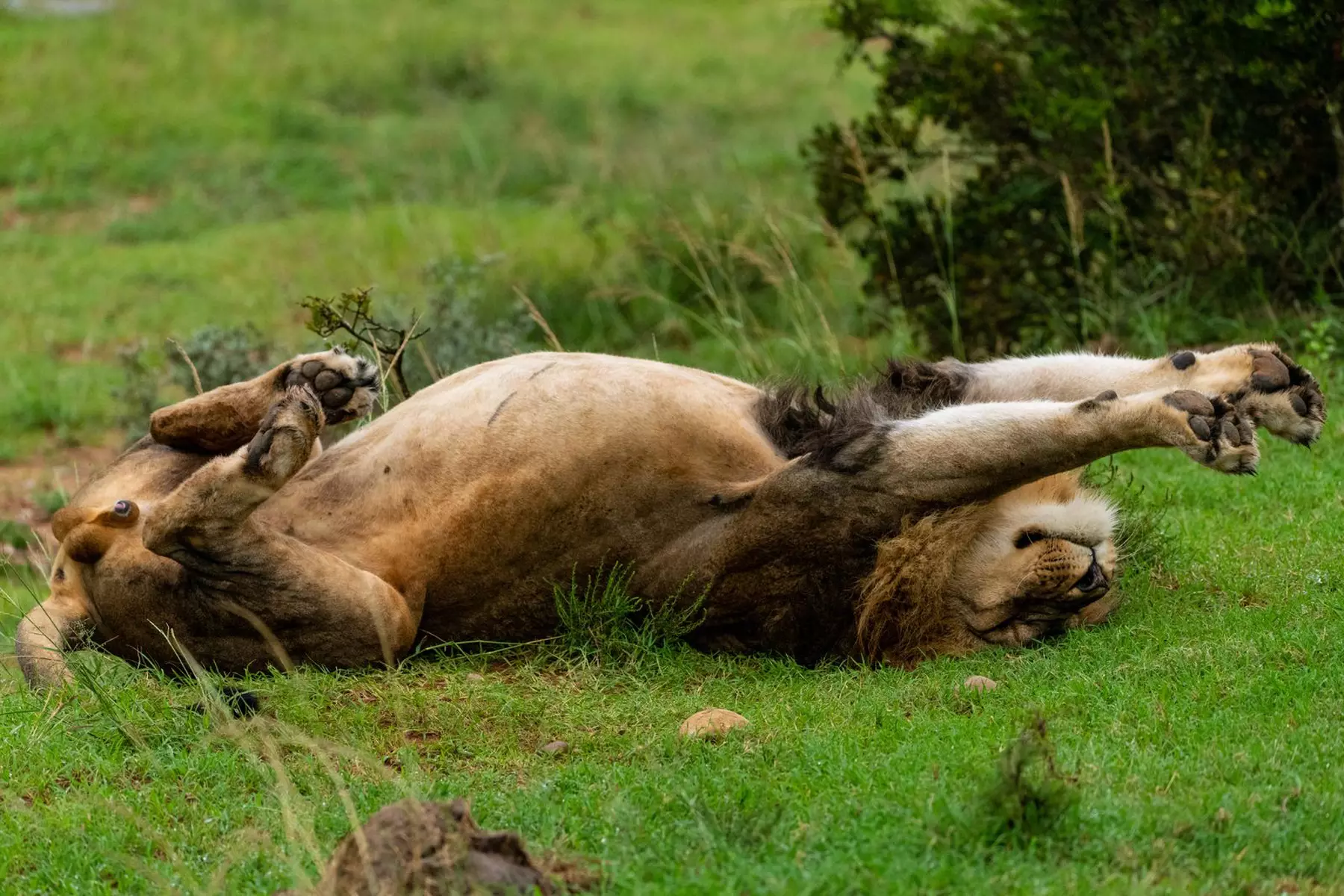 Singa regangan dilihat di Mantis Founder's Lodge di Afrika Selatan