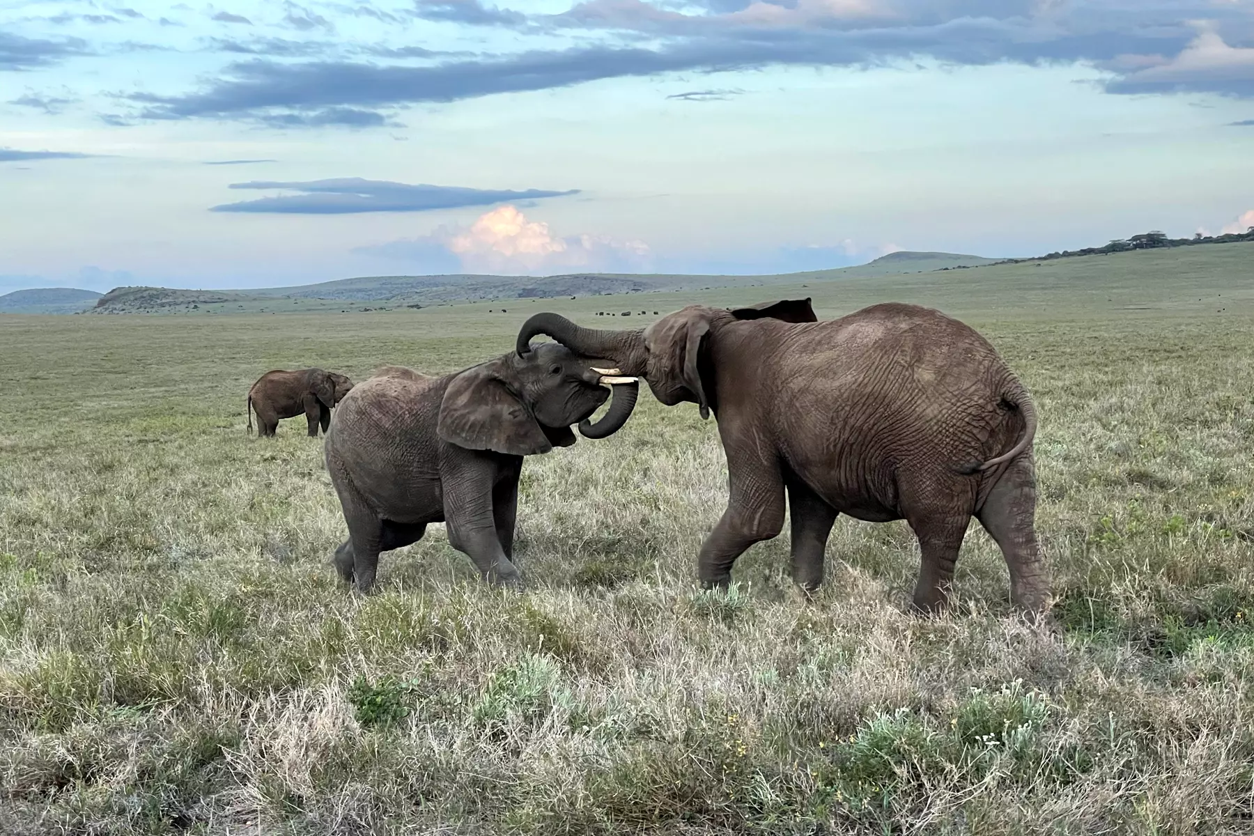 Dalawang sanggol na elepante na naglalaro sa Lewa Conservancy.