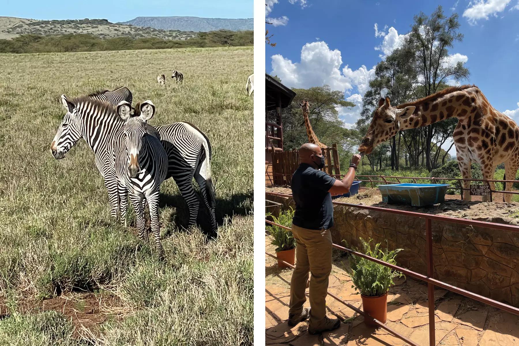 Ang pagpapakain ng kwin ay nanganganib sa mga Rothschild giraffe sa Giraffe Center sa Nairobi, Kenya.