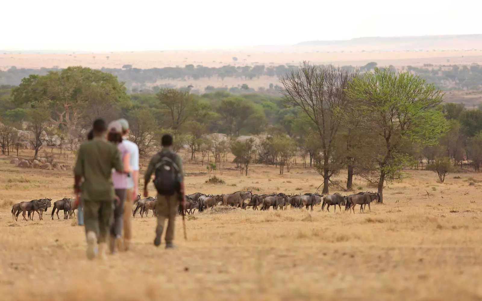 Caminhando com gnus no Sayari Camp Safari em Serengeti