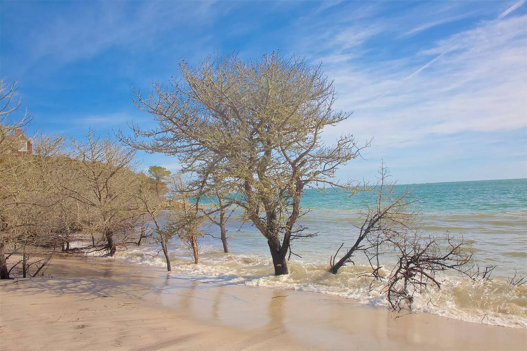 Medžiai, augantys banglentėje potvynių metu Monomoy nacionaliniame laukinės gamtos prieglobstyje, Chatham, Cape Cod,