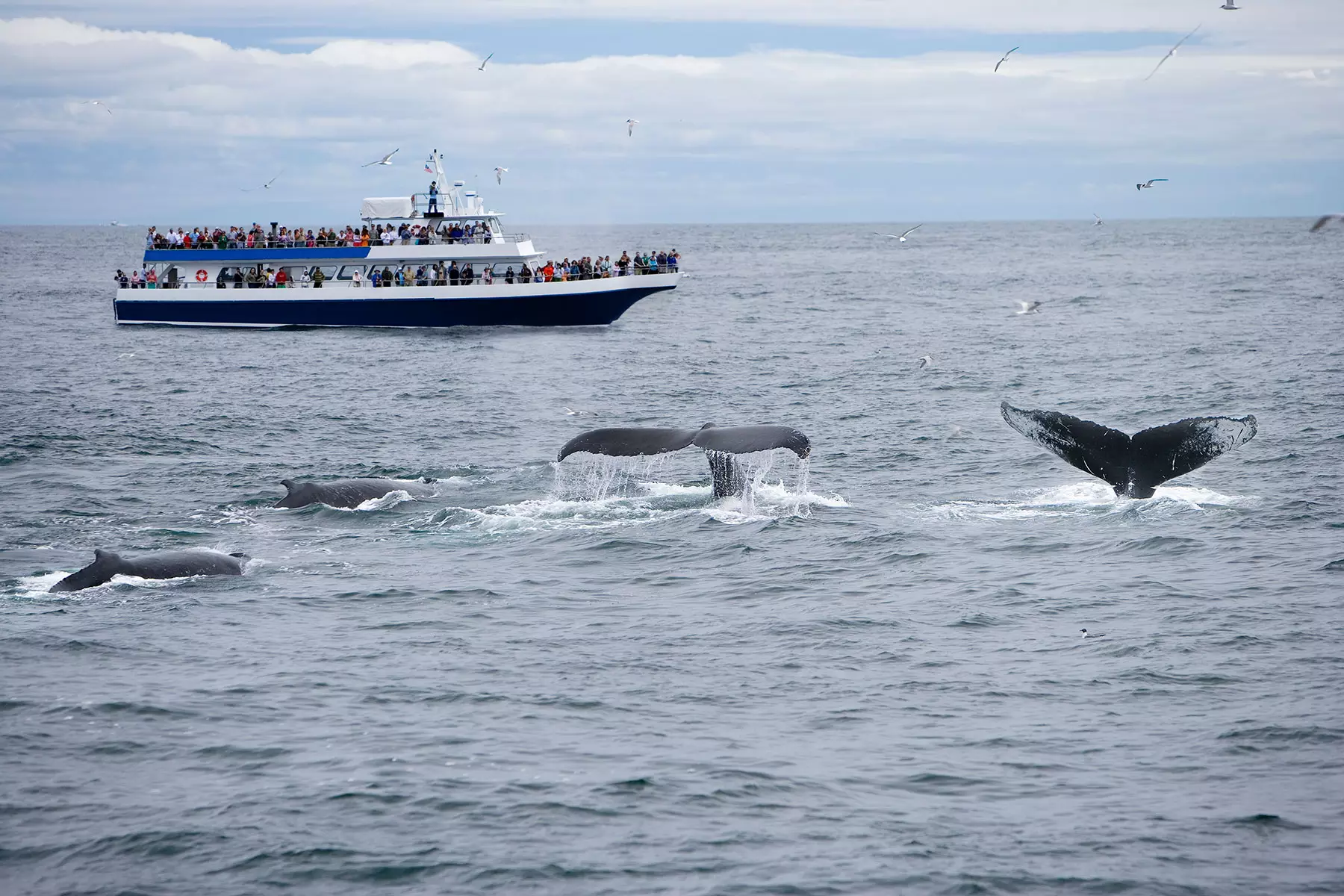 Awọn oluṣọ Whale lori ọkọ oju omi kan ni etikun Cape Cod, Massachusetts, AMẸRIKA.