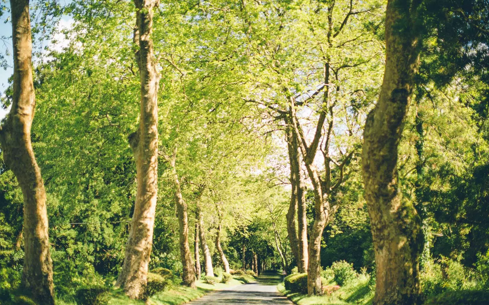 Camiño forestal nas Azores