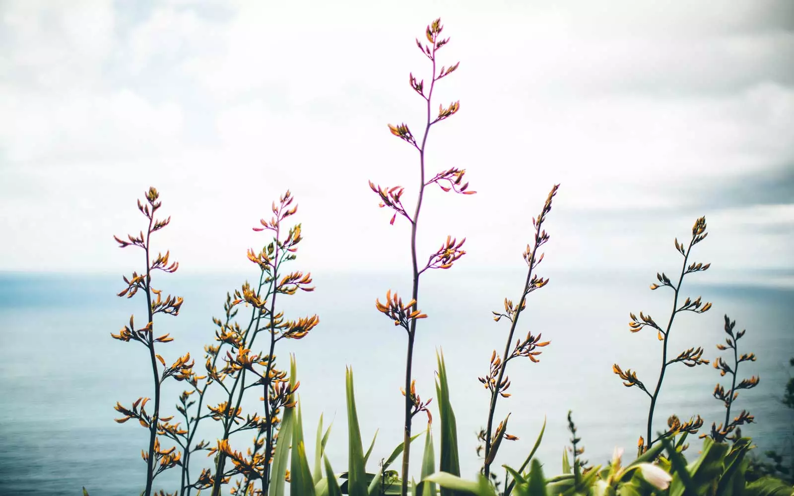 아조레스 제도의 보라색 꽃