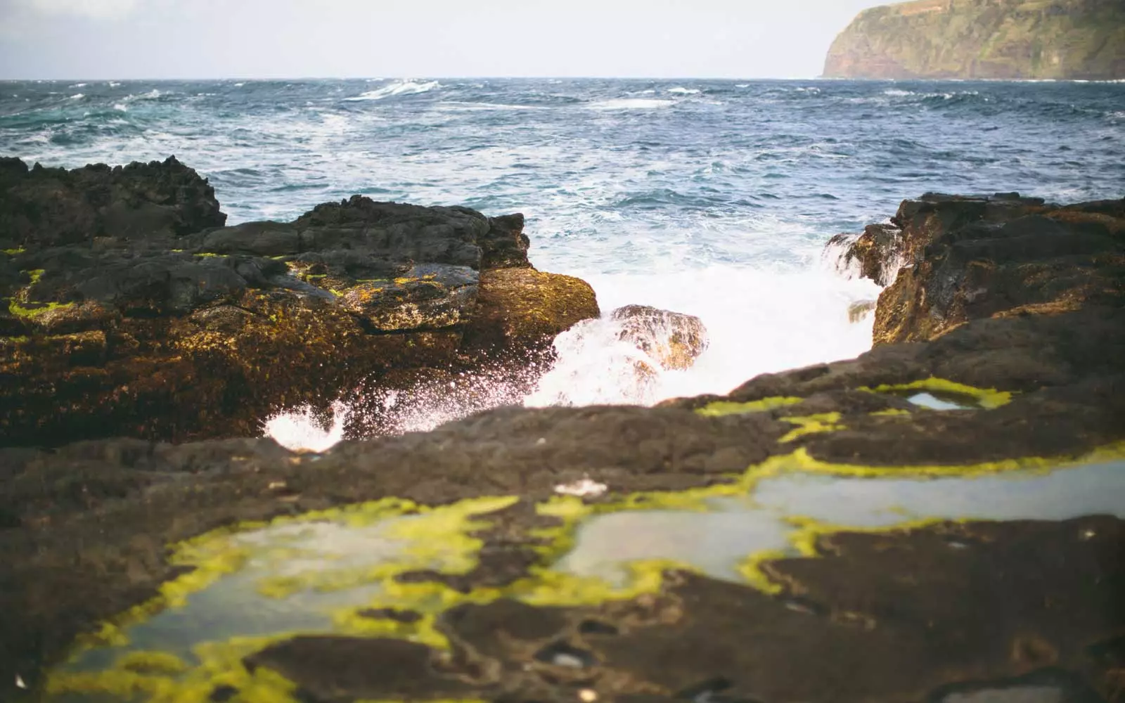 Sausau i luga o Papa, o Azores