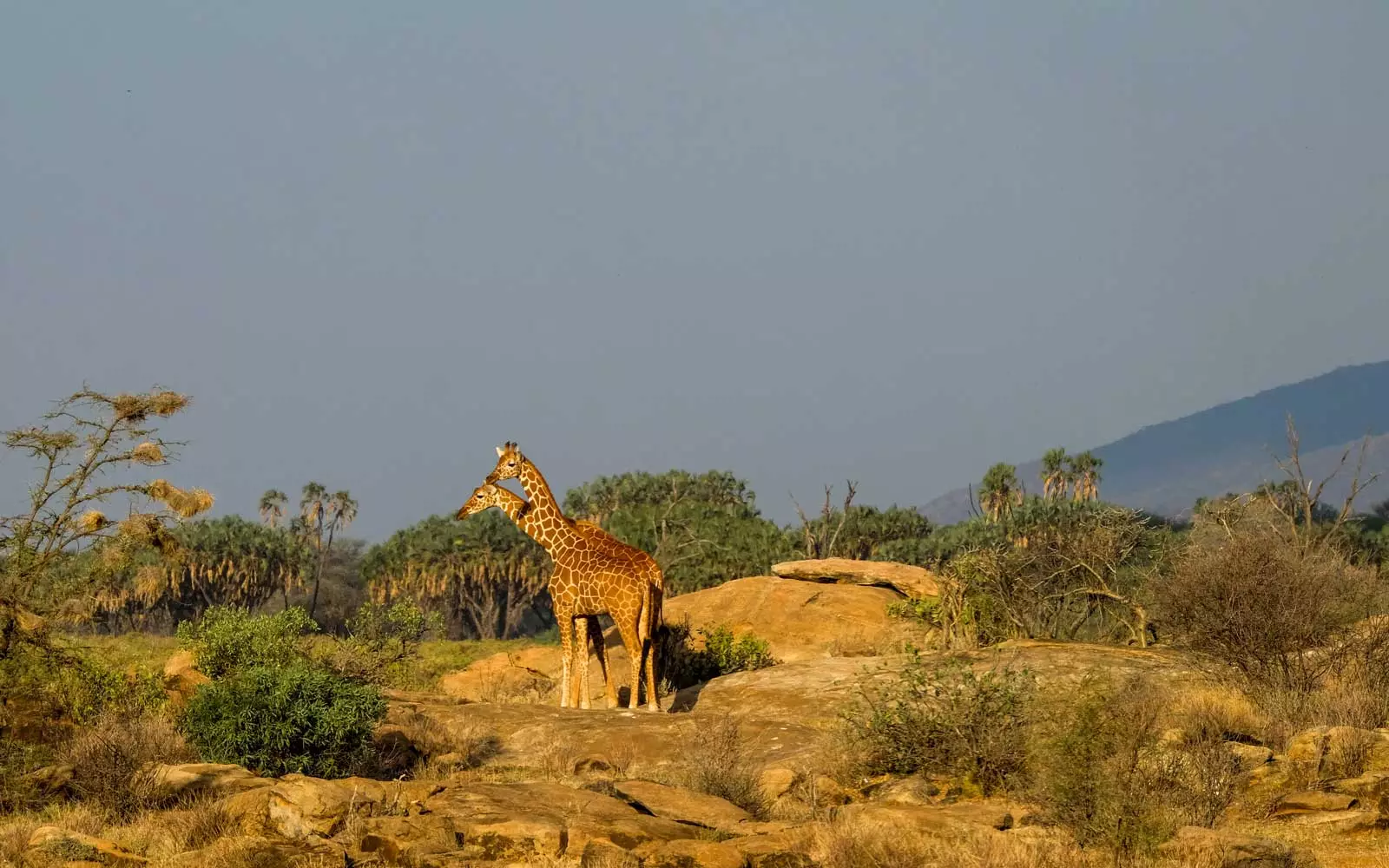 Jerapah di Cagar Alam Samburu di Kenya