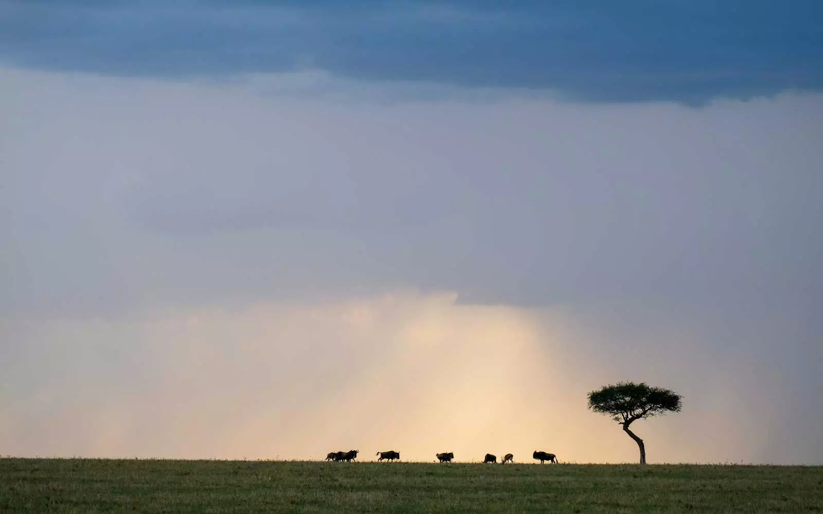 Réserve du Maasai Mara au crépuscule