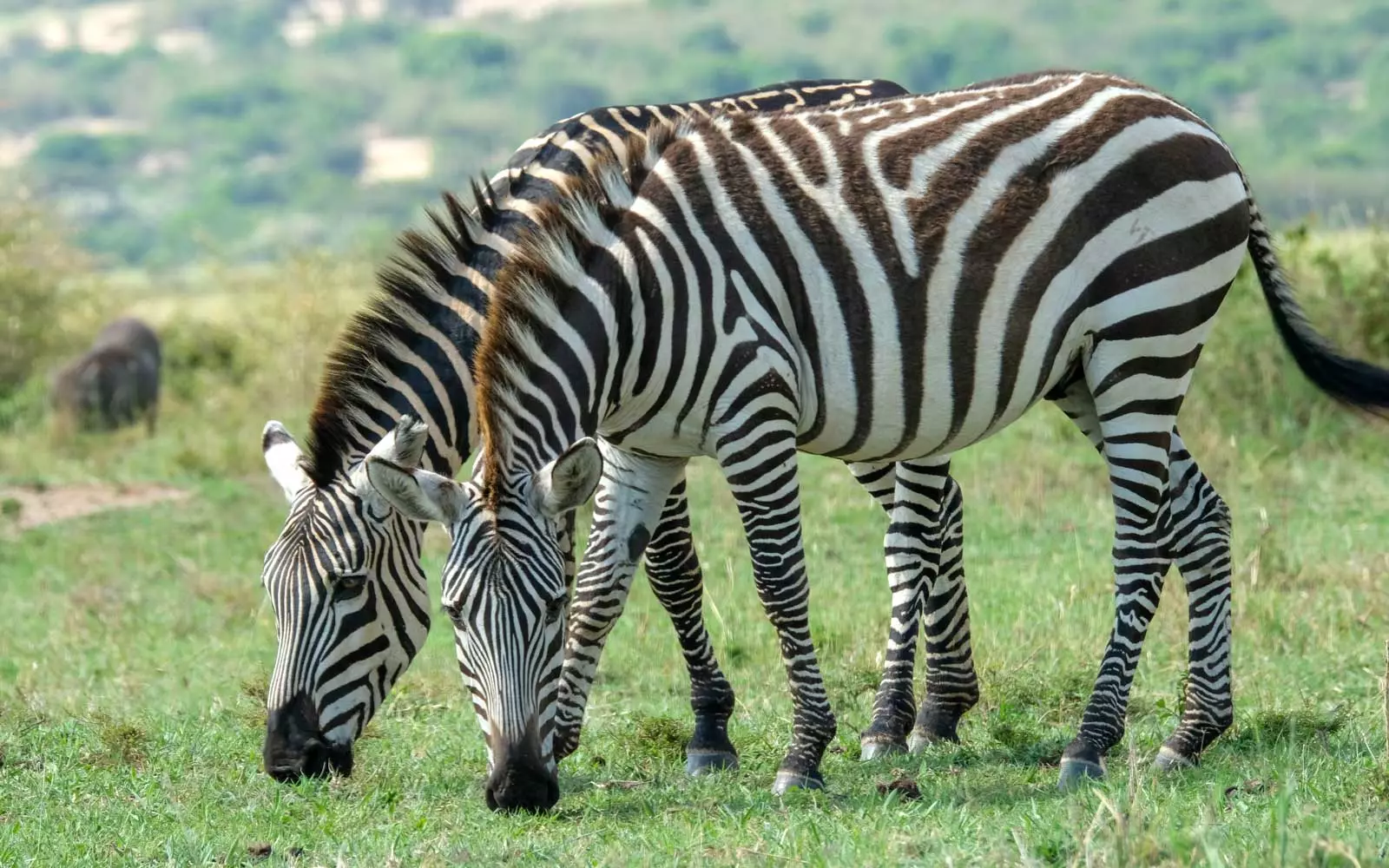 Zebras em Maasai Mara Reserve Kenya