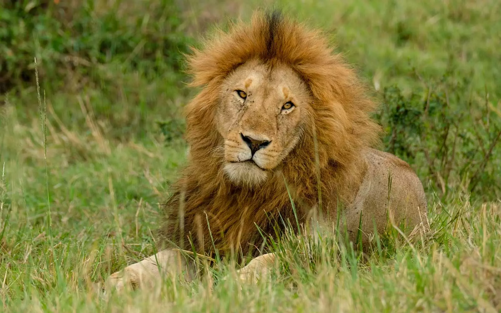 Leão macho na Reserva Maasai Mara no Quênia