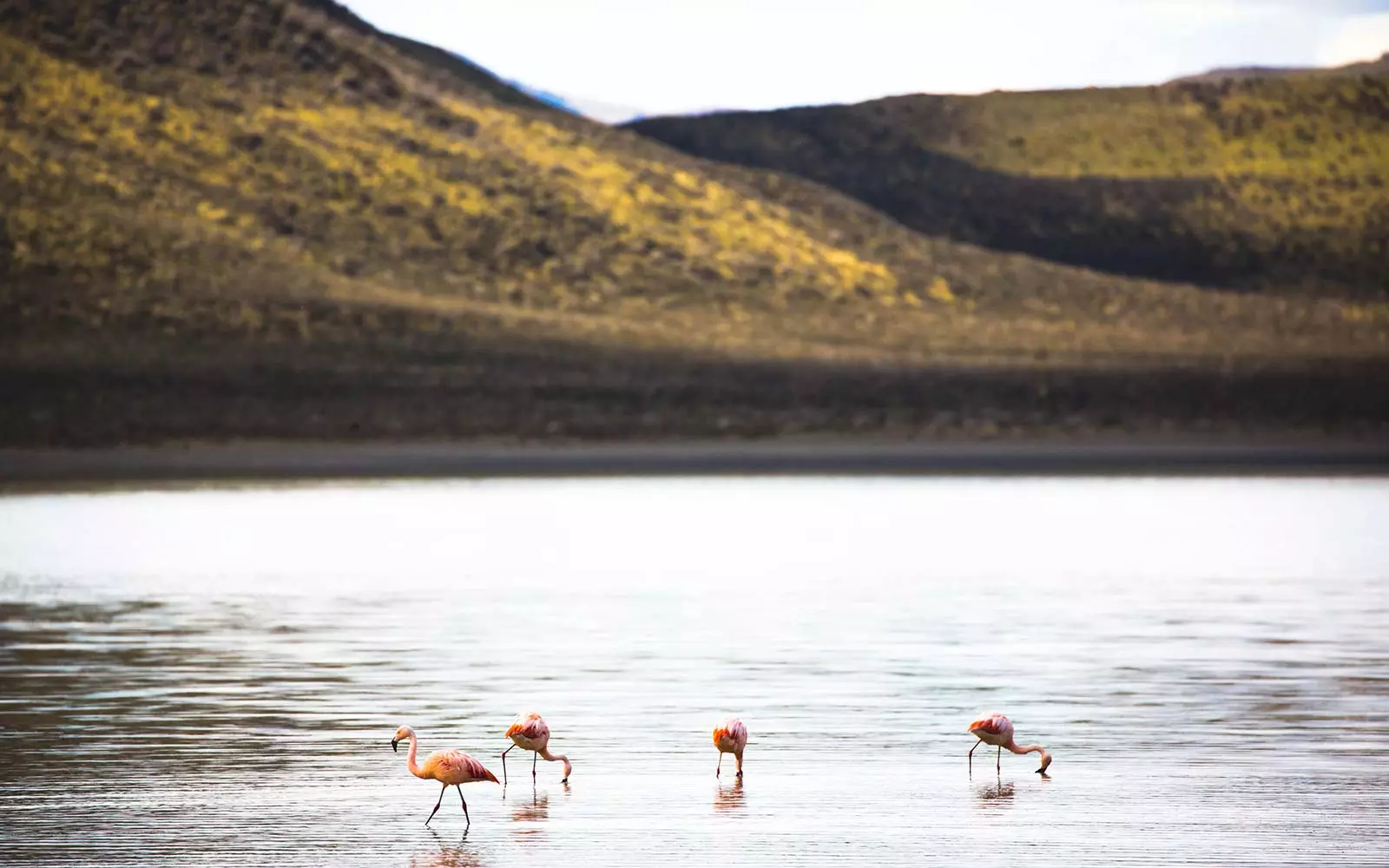 Fotograf Michaela Trimble Patagonia Wycieczka przyrodnicza Chile