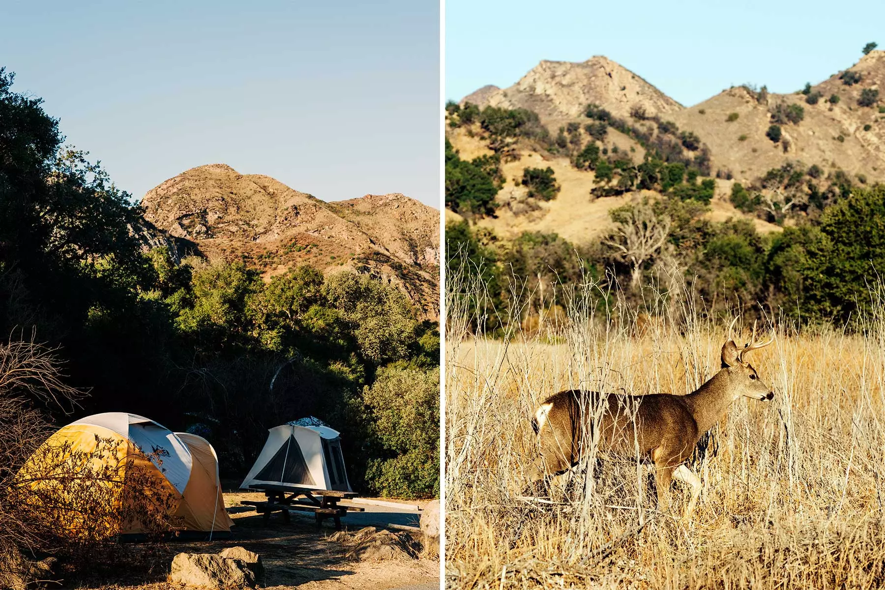 តង់ជំរុំ Malibu Creek និងសត្វក្តាន់នៅឧទ្យានរដ្ឋ Malibu Creek