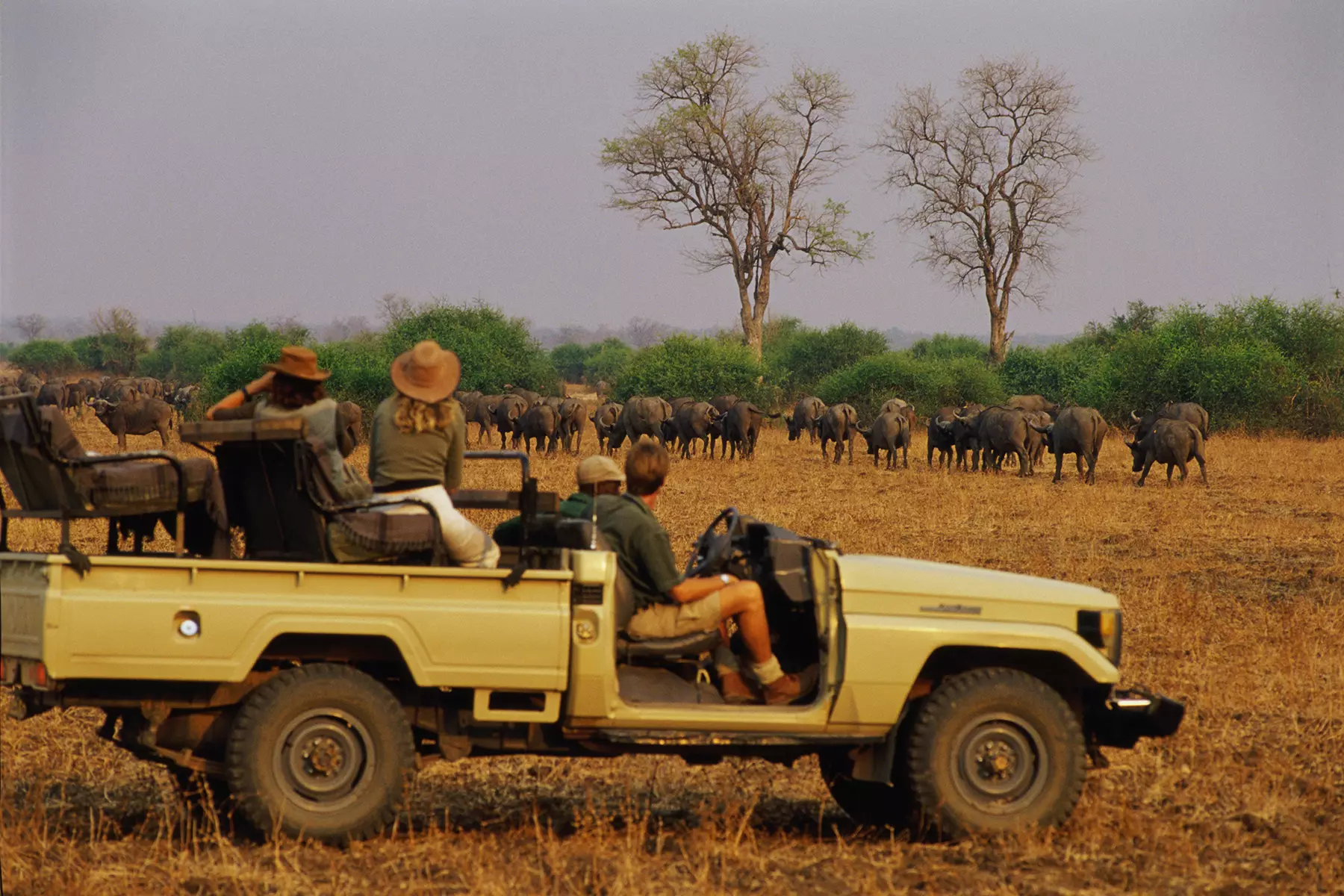 Usa ka safari sa South Luangwa National Park, Zambia