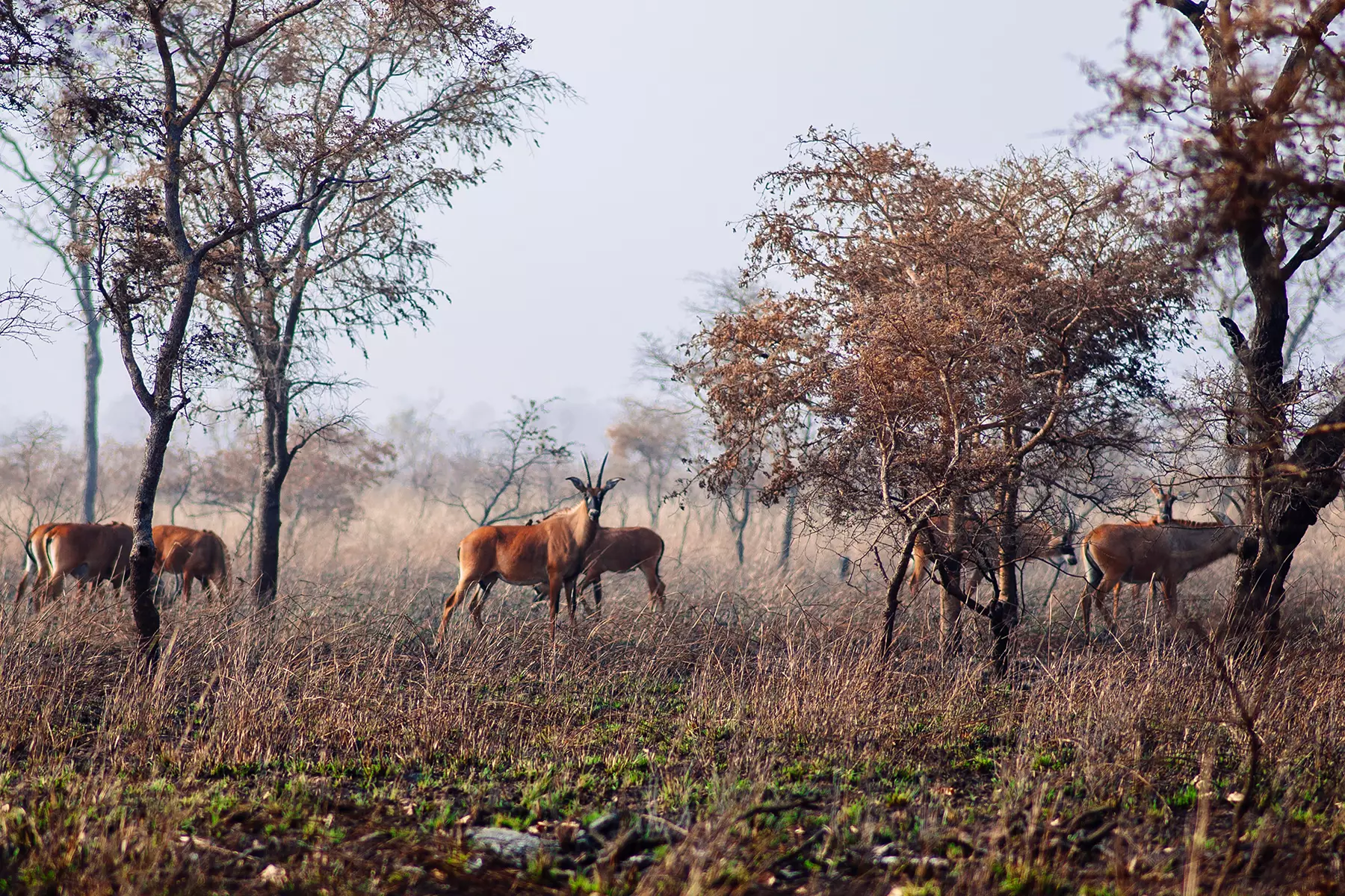 Pendjari အမျိုးသားဥယျာဉ်ရှိ Roan antelope