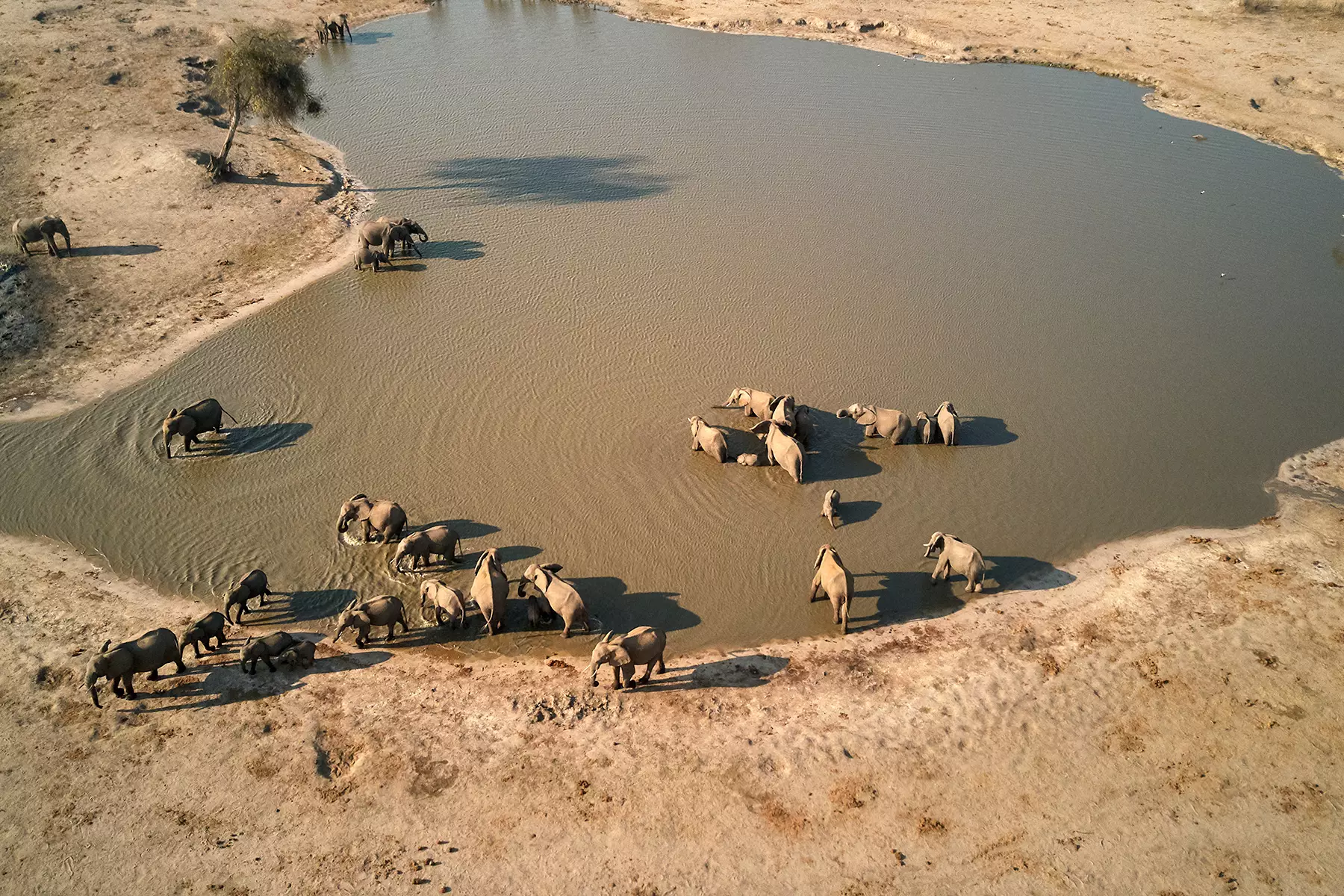 Gajah di lubang air di Taman Negara Hwange, Zimbabwe