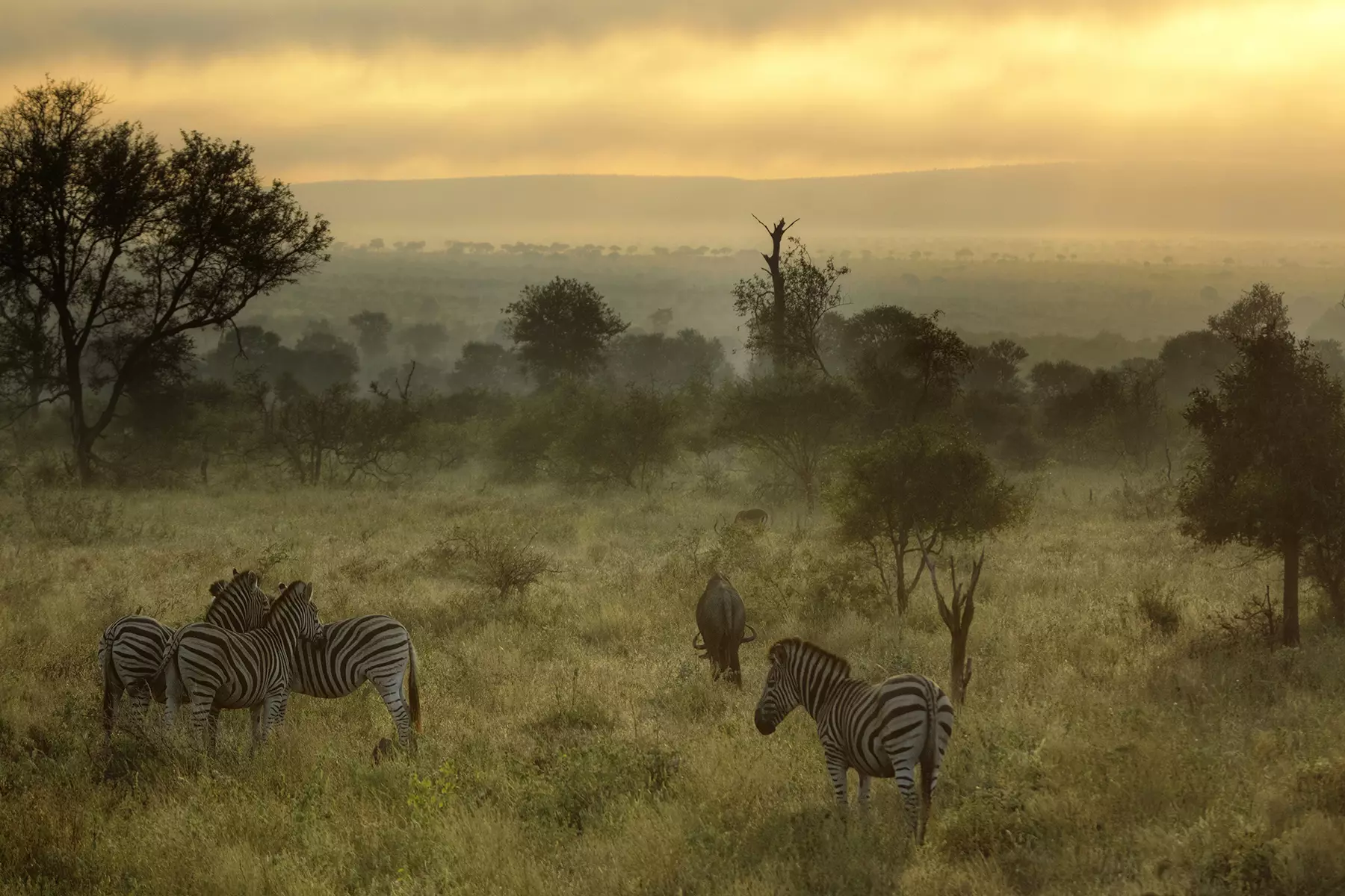 Cənubi Afrikanın Kruger Milli Parkında zebralar və vəhşi heyvanlarla dumanlı səhər