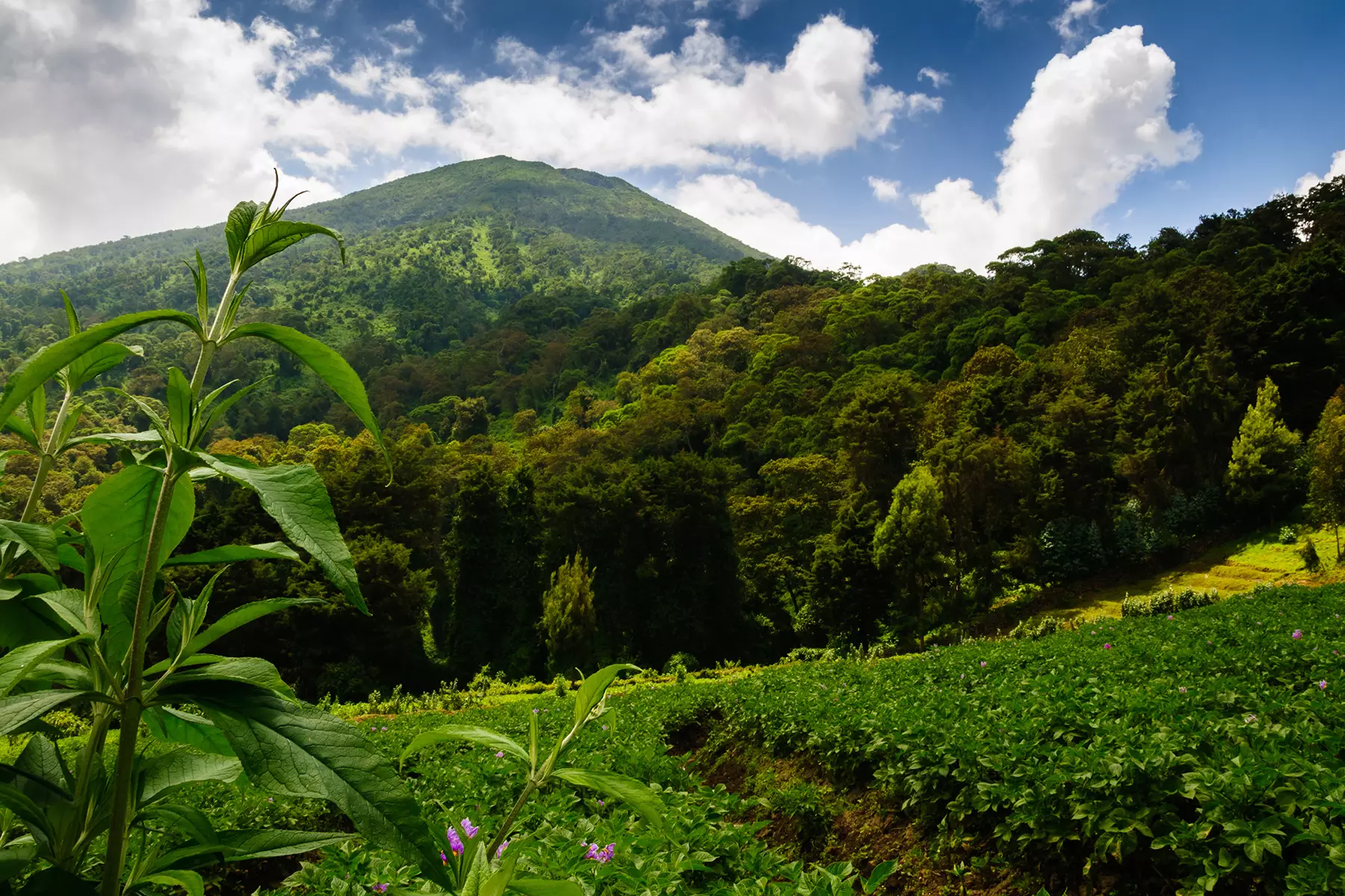 Gunung Bisoke di Taman Nasional Gunung Berapi, Rwanda