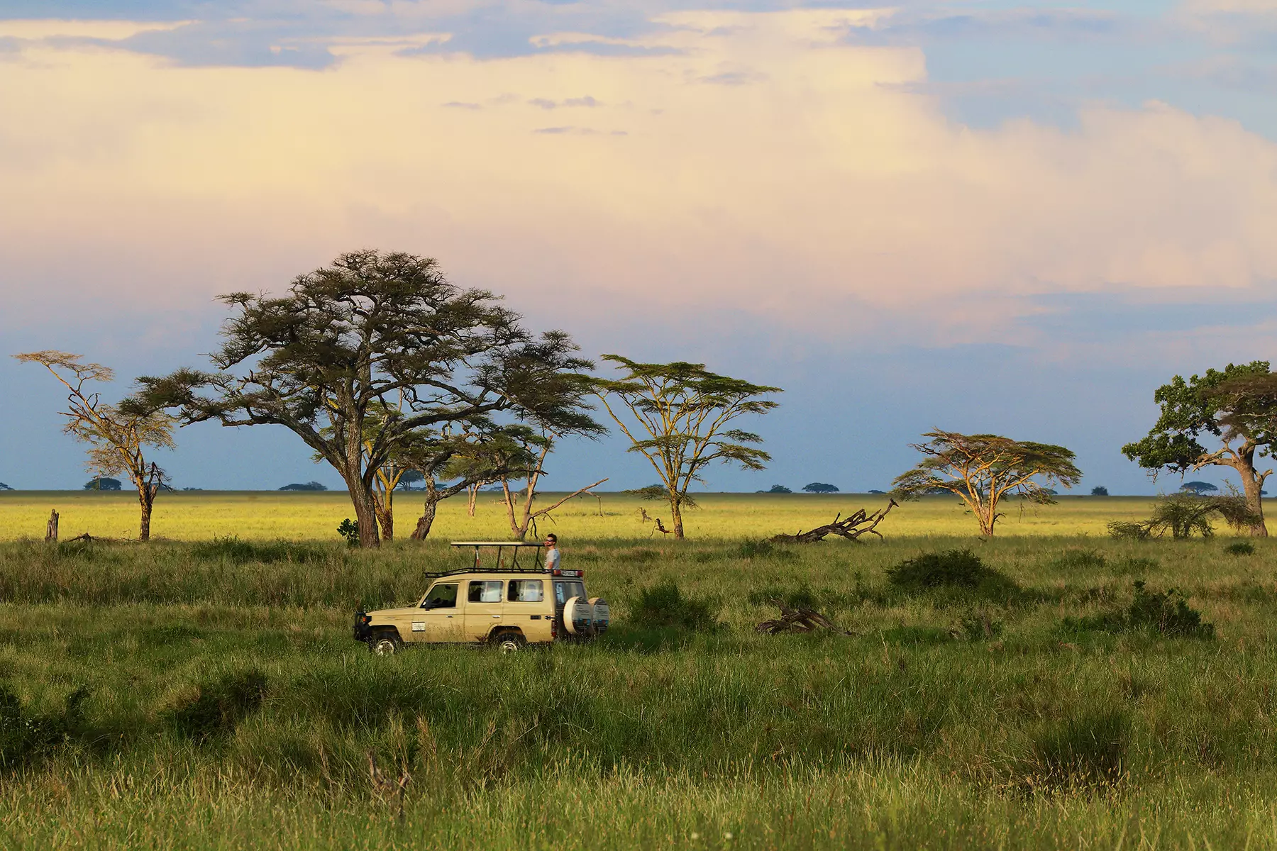 Serengeti Milli Parkında Safari