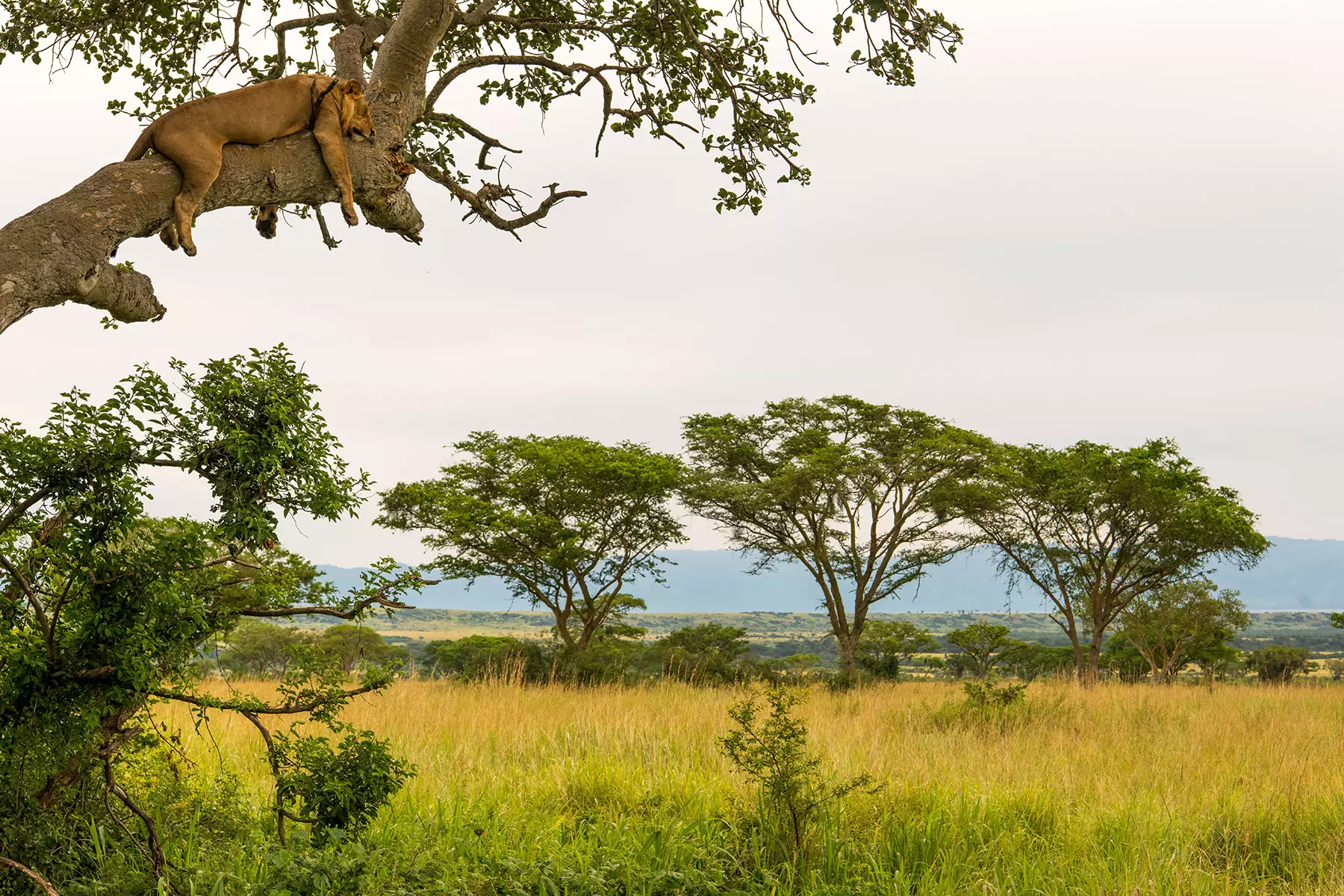 Usa ka leyon sa usa ka kahoy sa Queen Elizabeth National Park