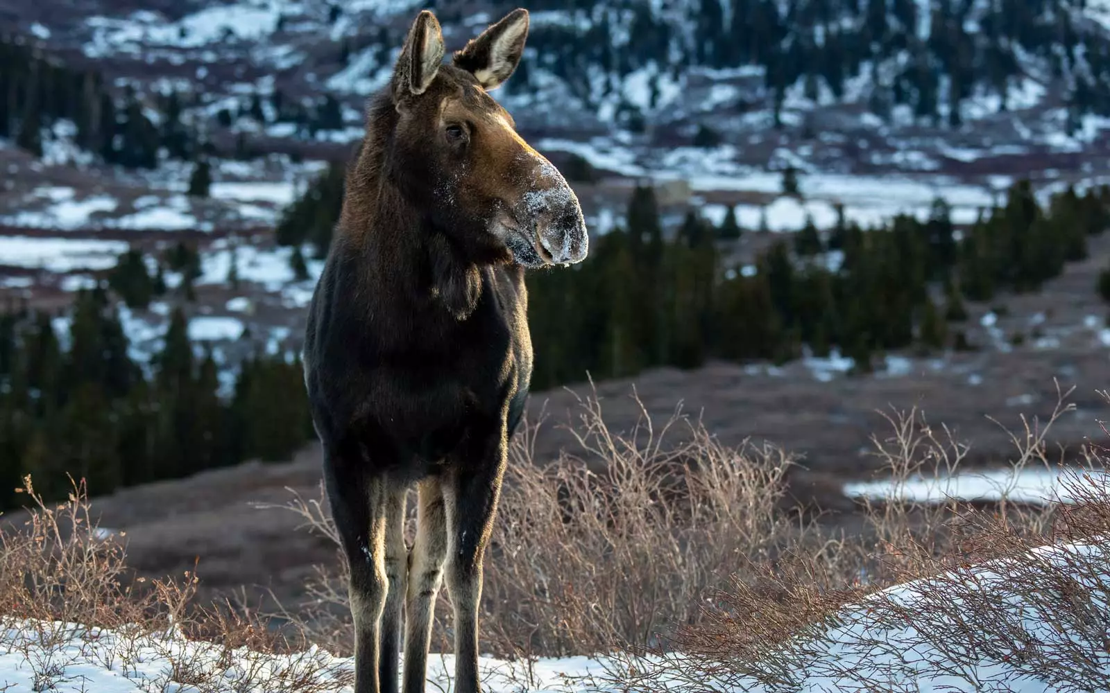 Lo'da Moose ee Colorado