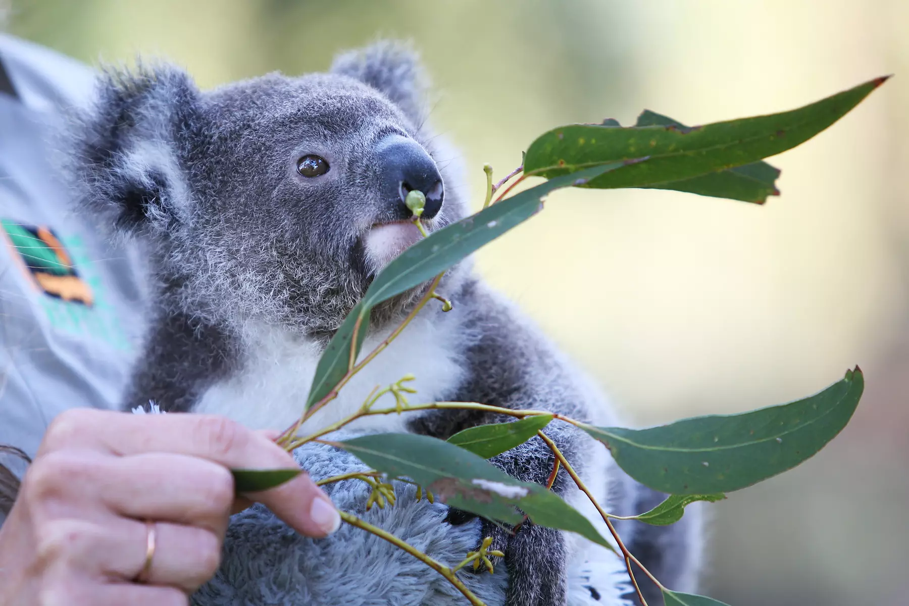 un coidador de animais alimenta a un koala Joey