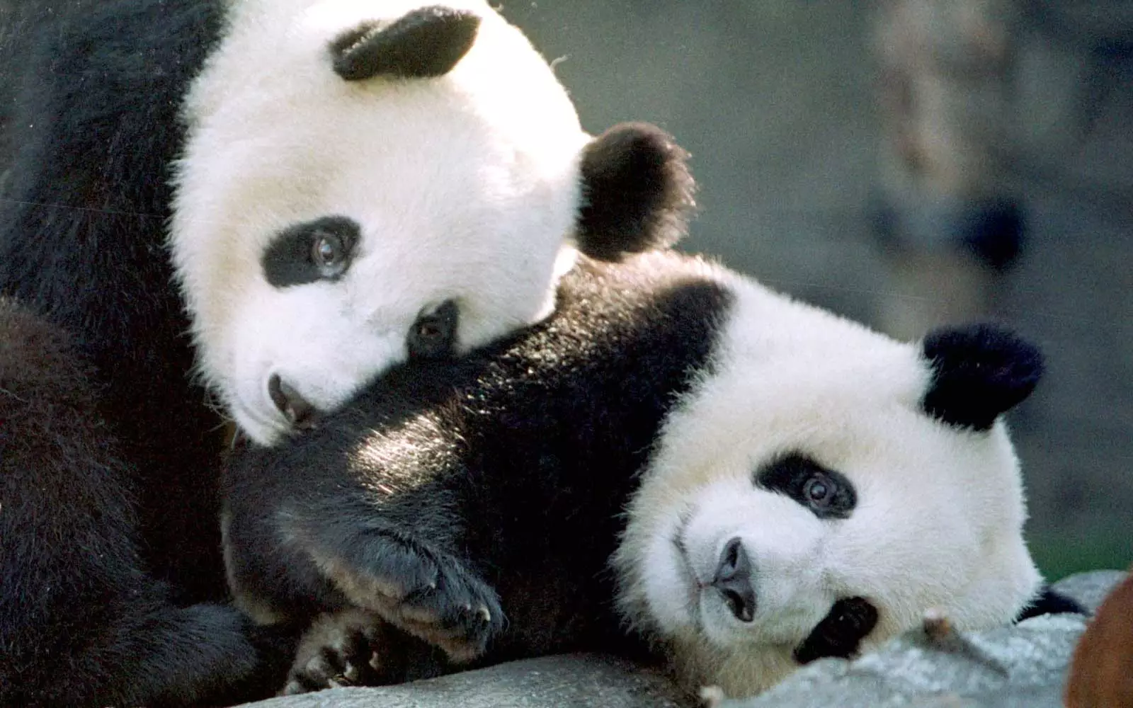 Panda goavambe roa tsy fahita firy, Yang Yang (L) sy Lun Lun no miara-milalao ao amin'ny tranony vaovao ao amin'ny Zoo Atlanta