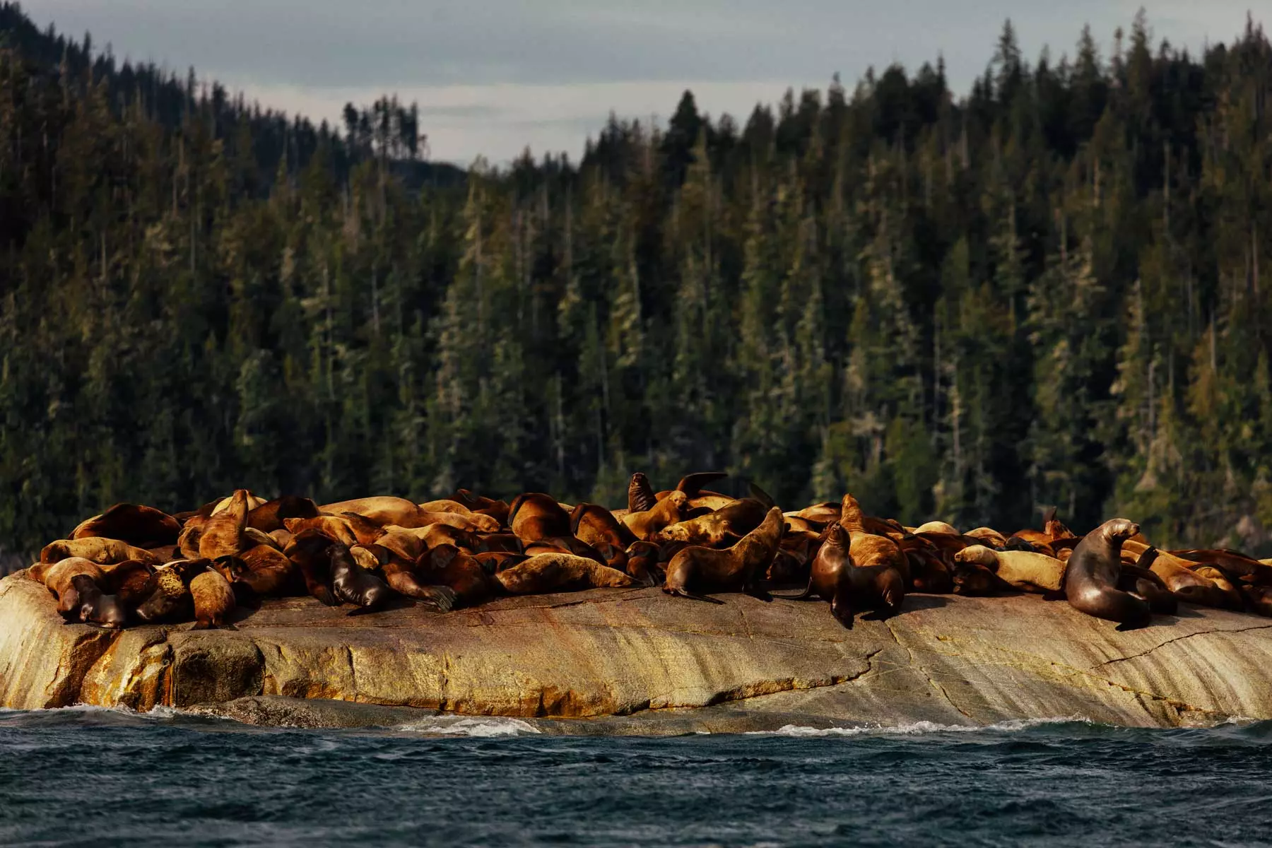 Leões marinhos se aquecendo em uma rocha perto de Nimmo Bay Resort no Canadá