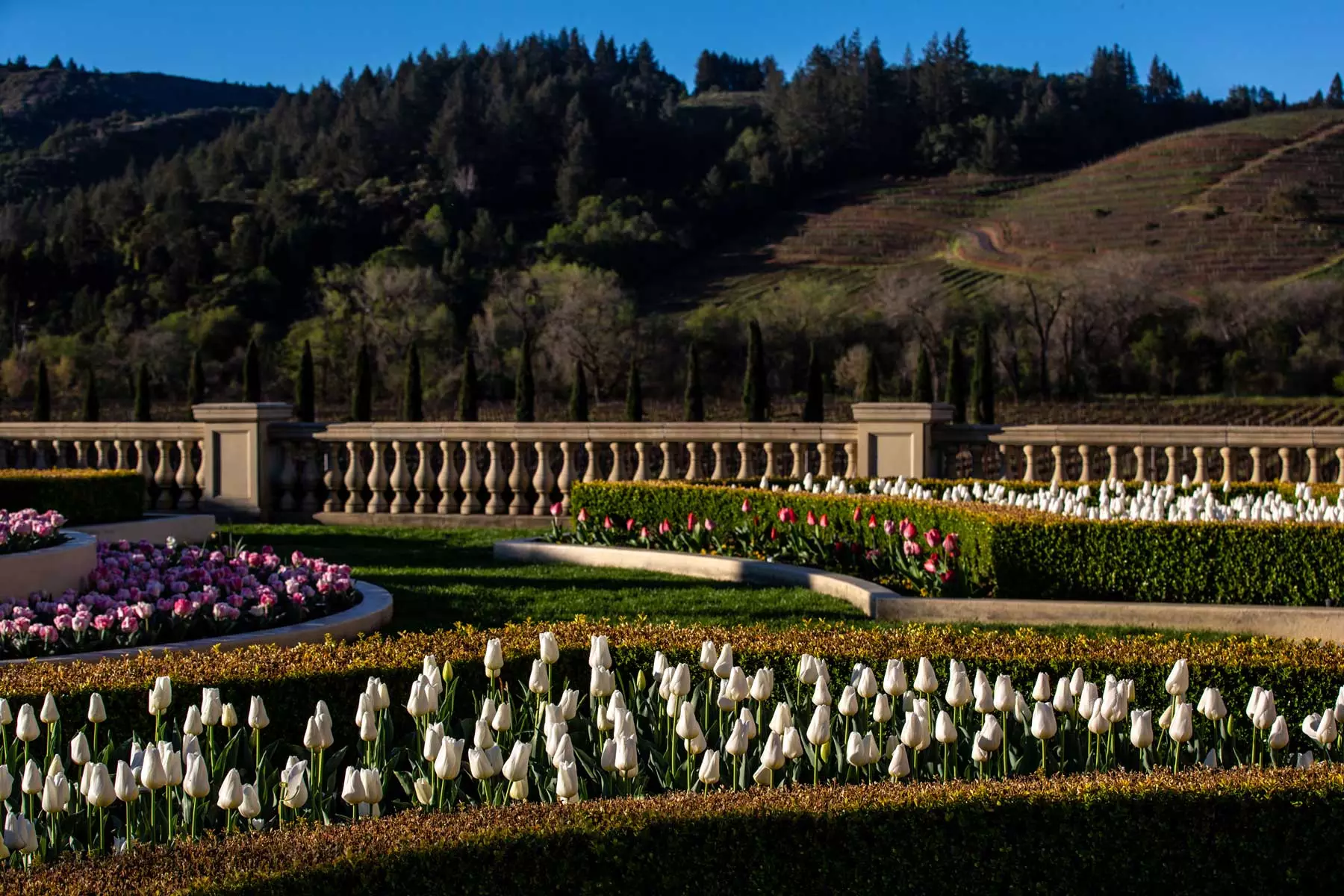 Vrtovi tulipana u Ferrari-Carano Vineyards & Winery su u punom cvatu 22. ožujka 2022., u blizini Healdsburga, Kalifornija