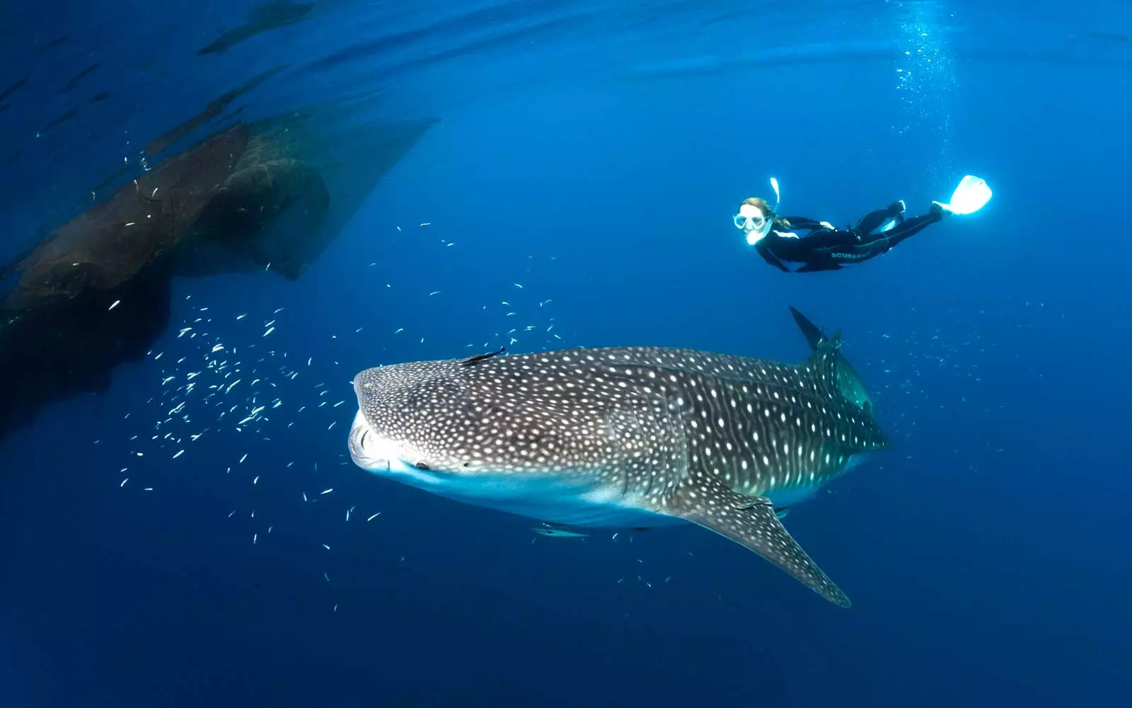 Whale Shark and Freediver, Rhincodon typus, Cenderawasih Bay, West Papua, Indonesia