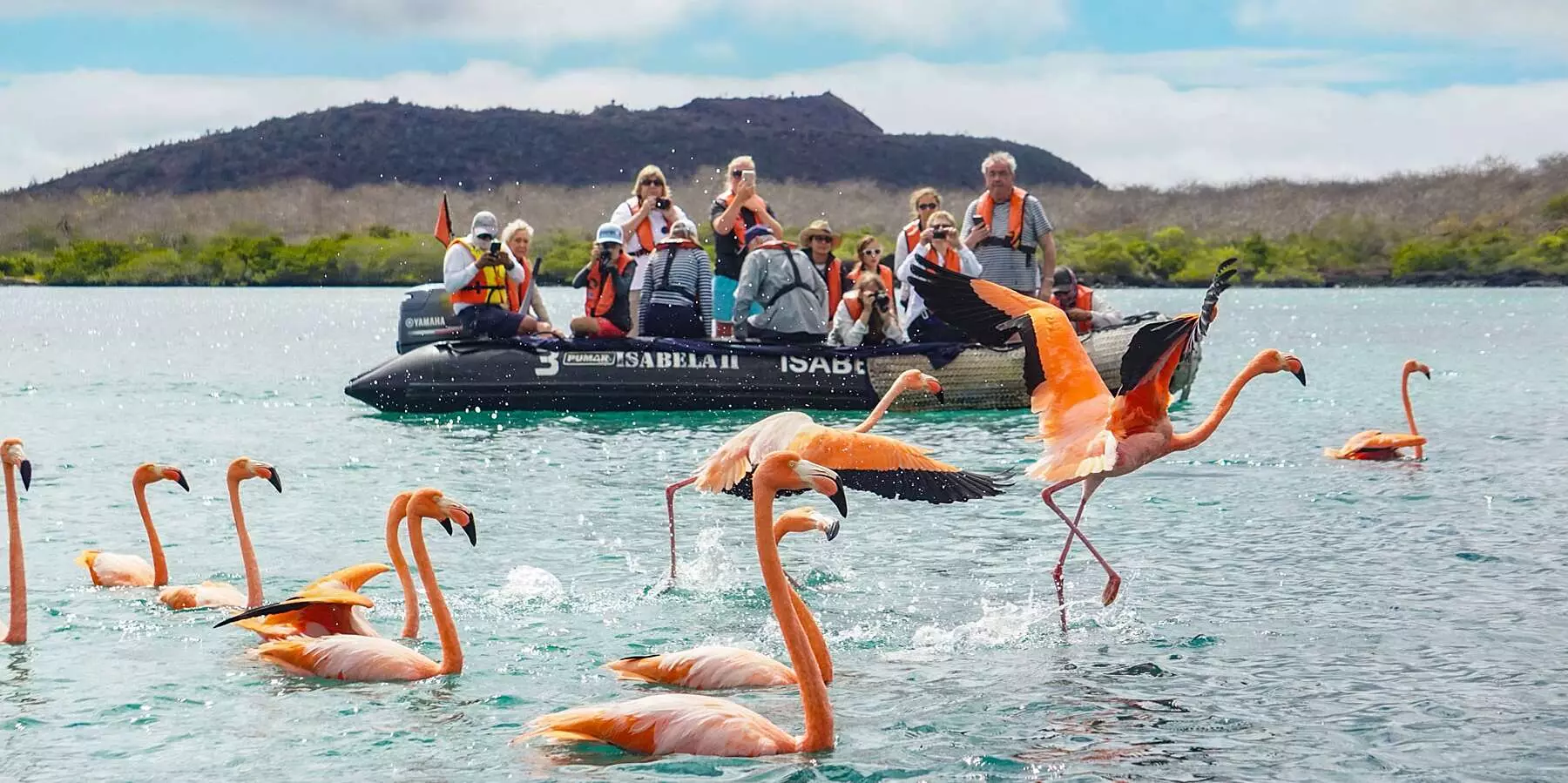 Galapagos adalary syýahatçylyk kompaniýasy syýahatçylary deňiz ýolbarslary bilen Snorkel şäherine, ak gum kenarlarynda ýüzmek we gaýykda gezmek üçin syýahatçylary alyp barýar.