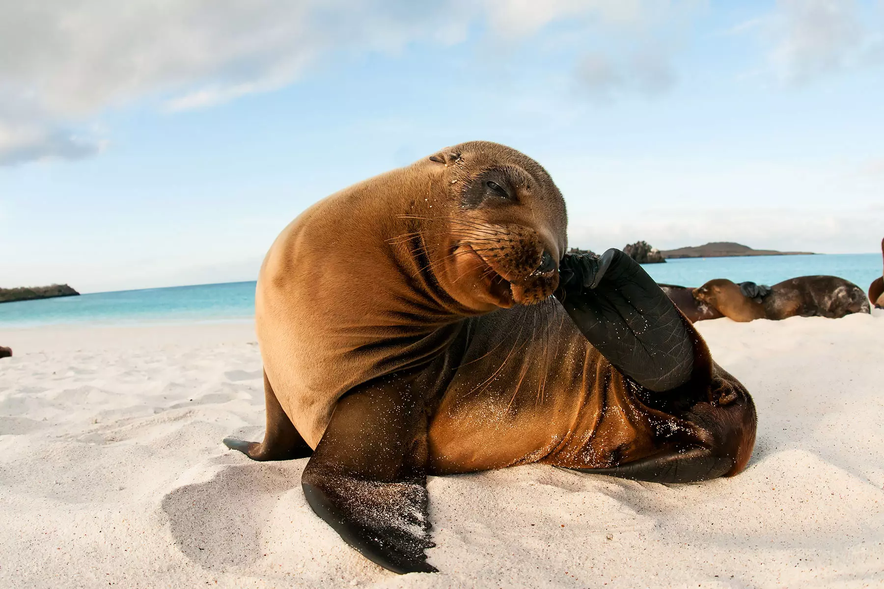 Close up ng sea lion sa beach sa Galapagos