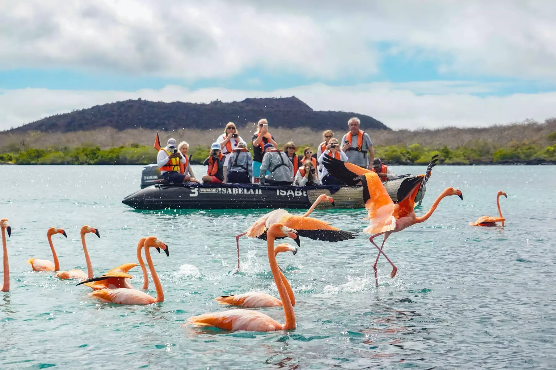 Boot vun Touristen déi eng Flock Flamingos am Waasser kucken