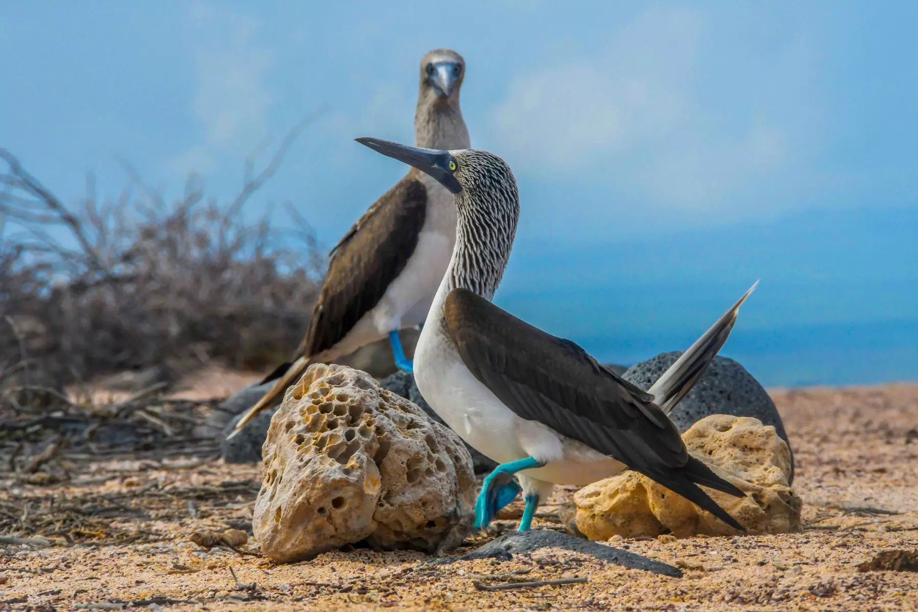 Blue Footed Booby birds sa Galapagos