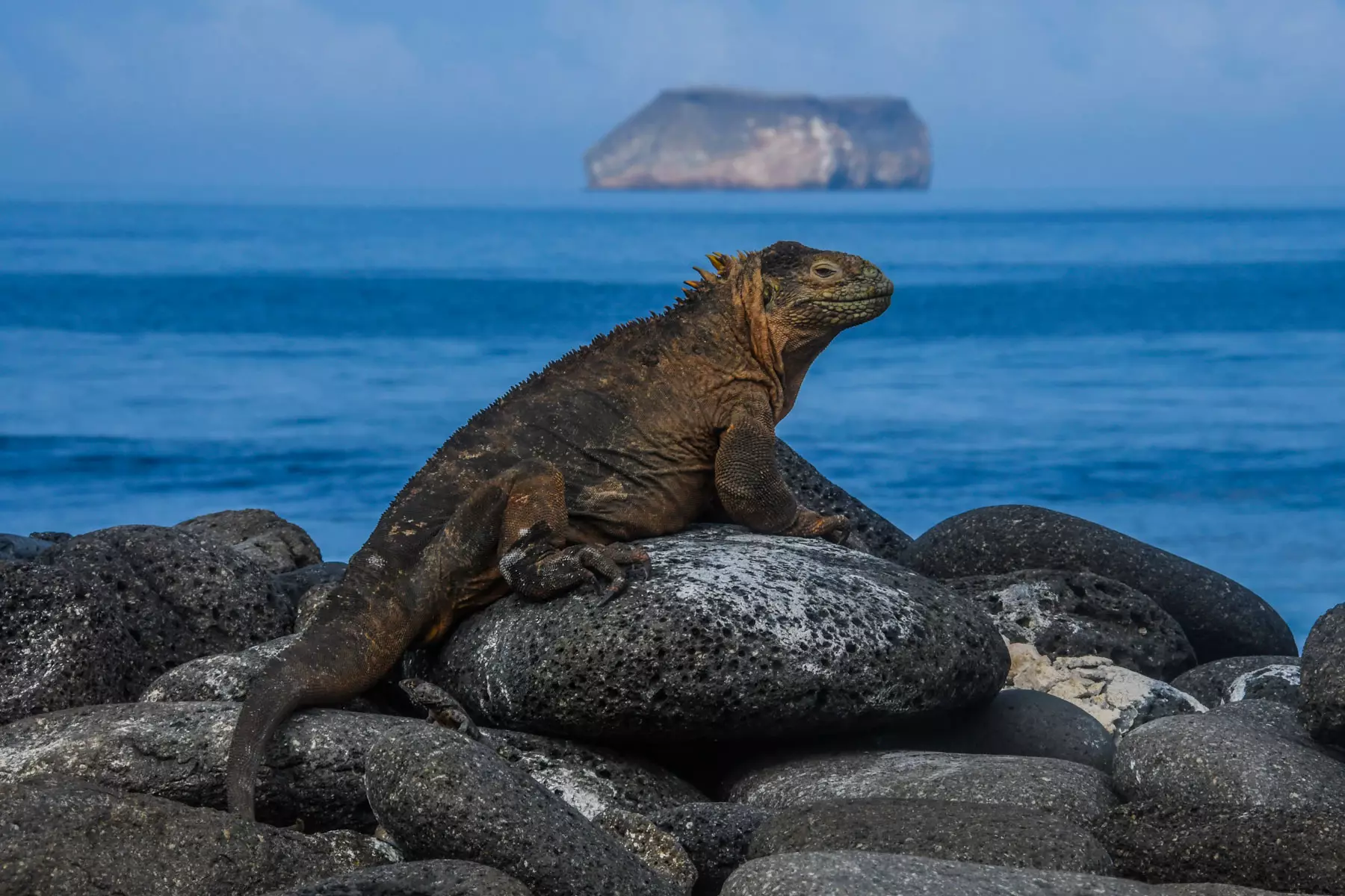 Land Iguana op Fiels op Galapagos Inselen