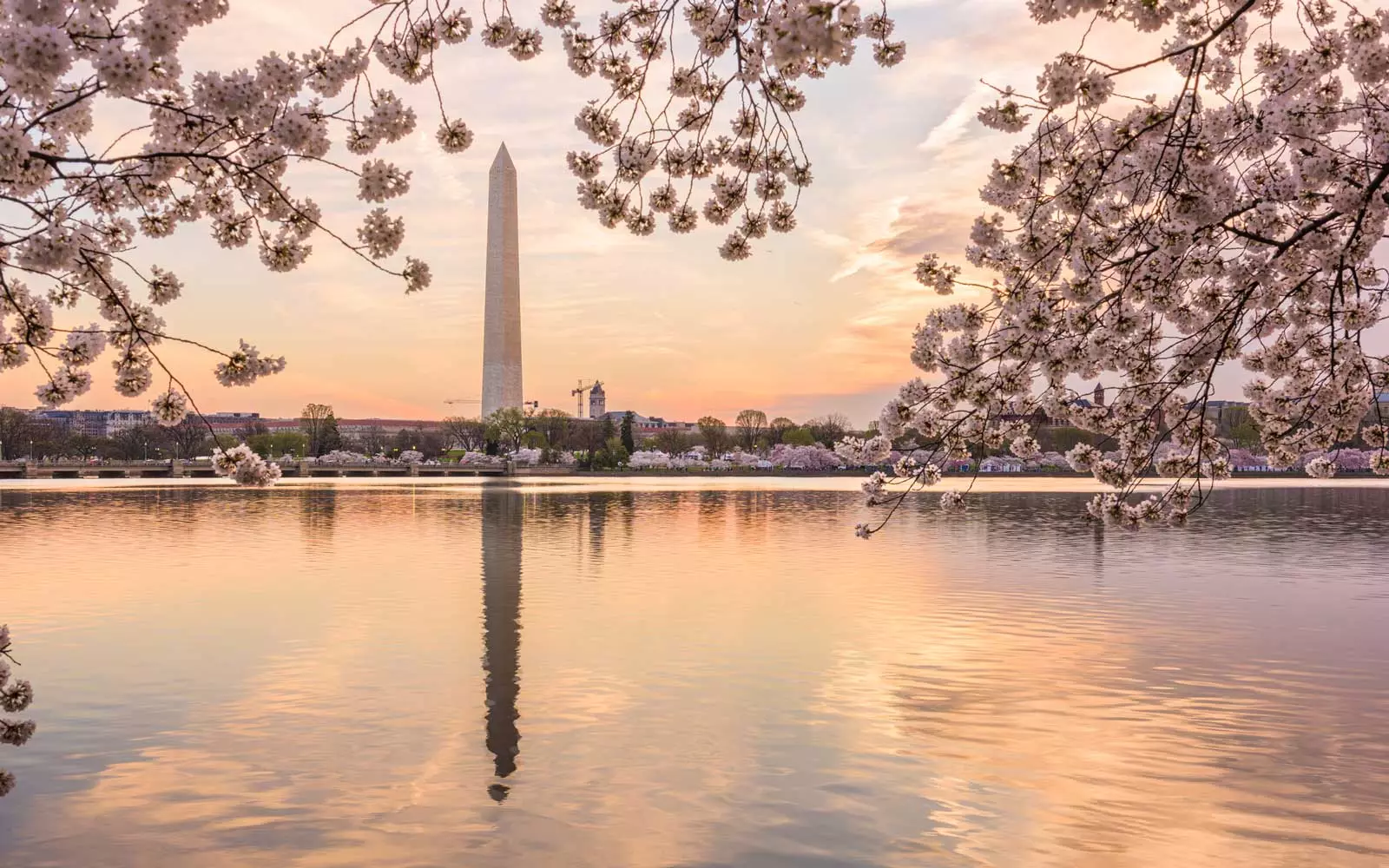 Cherry Blossoms ing cekungan pasang surut karo Monumen Washington ing musim semi.