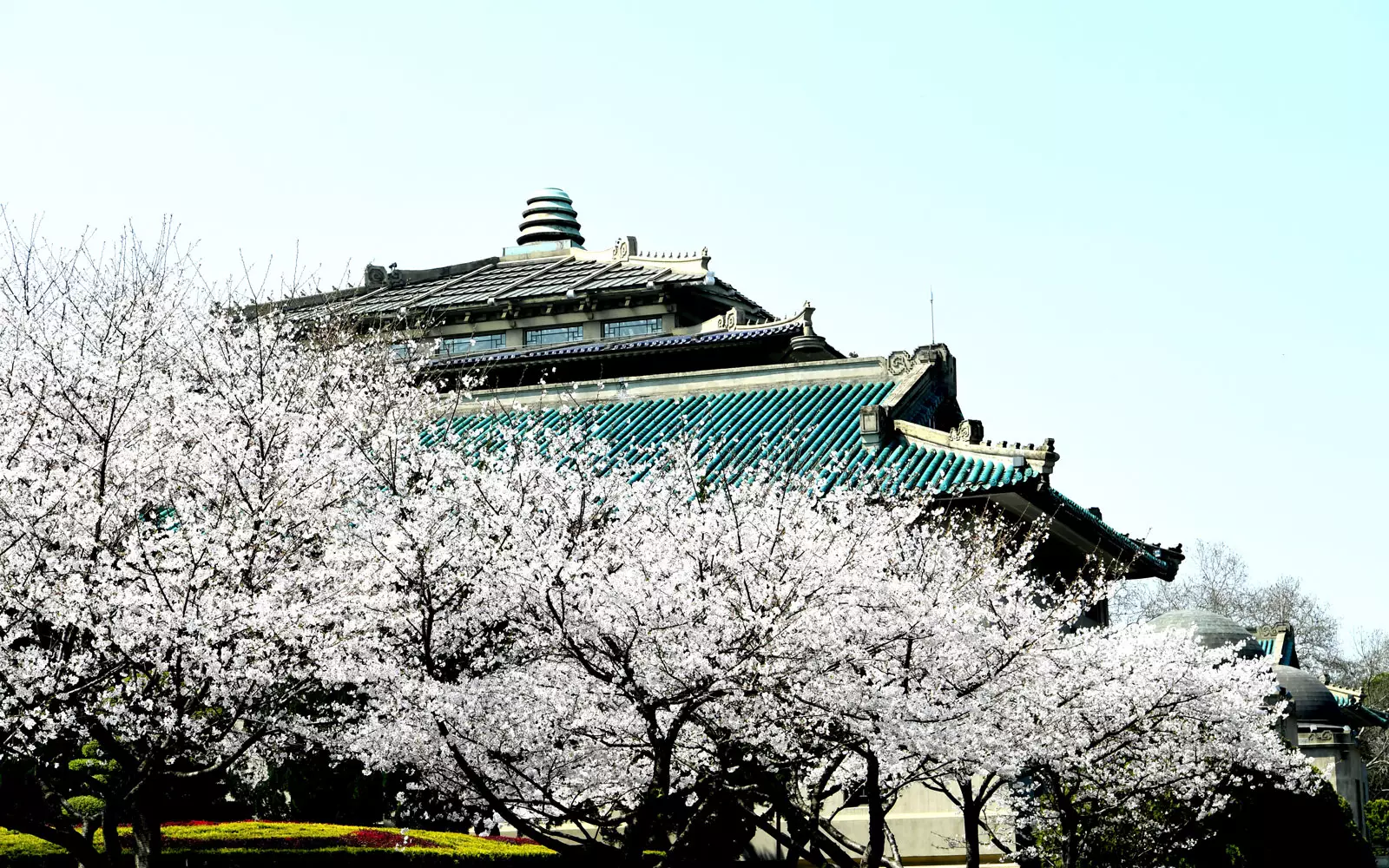 kersenbloesems bloeien buiten de universiteit van Wuhan